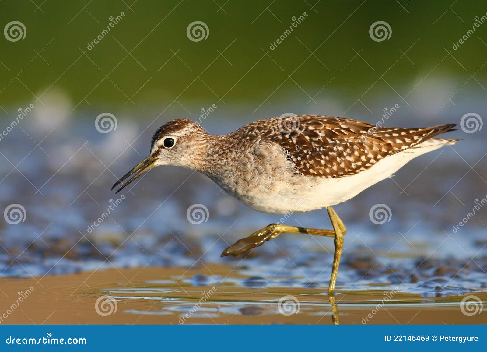 Wood sandpiper stock image. Image of lake, national, fishpond - 22146469