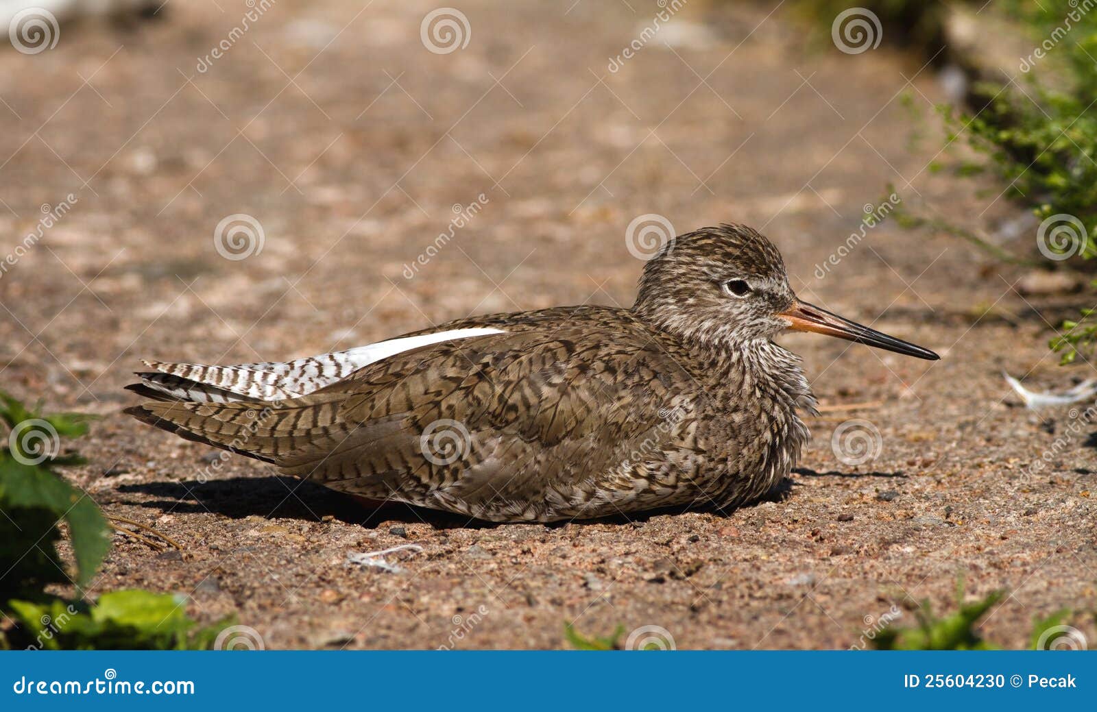 Wood Sandpiper stock photo. Image of ringa, nature, lakes - 25604230