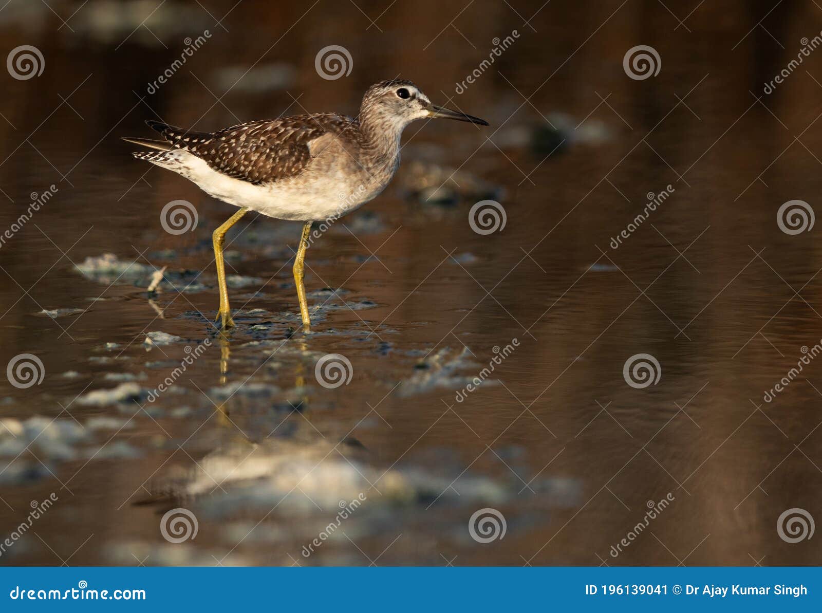 Wood Sandpiper at Asker Marsh, Bahrain Stock Image - Image of asker ...