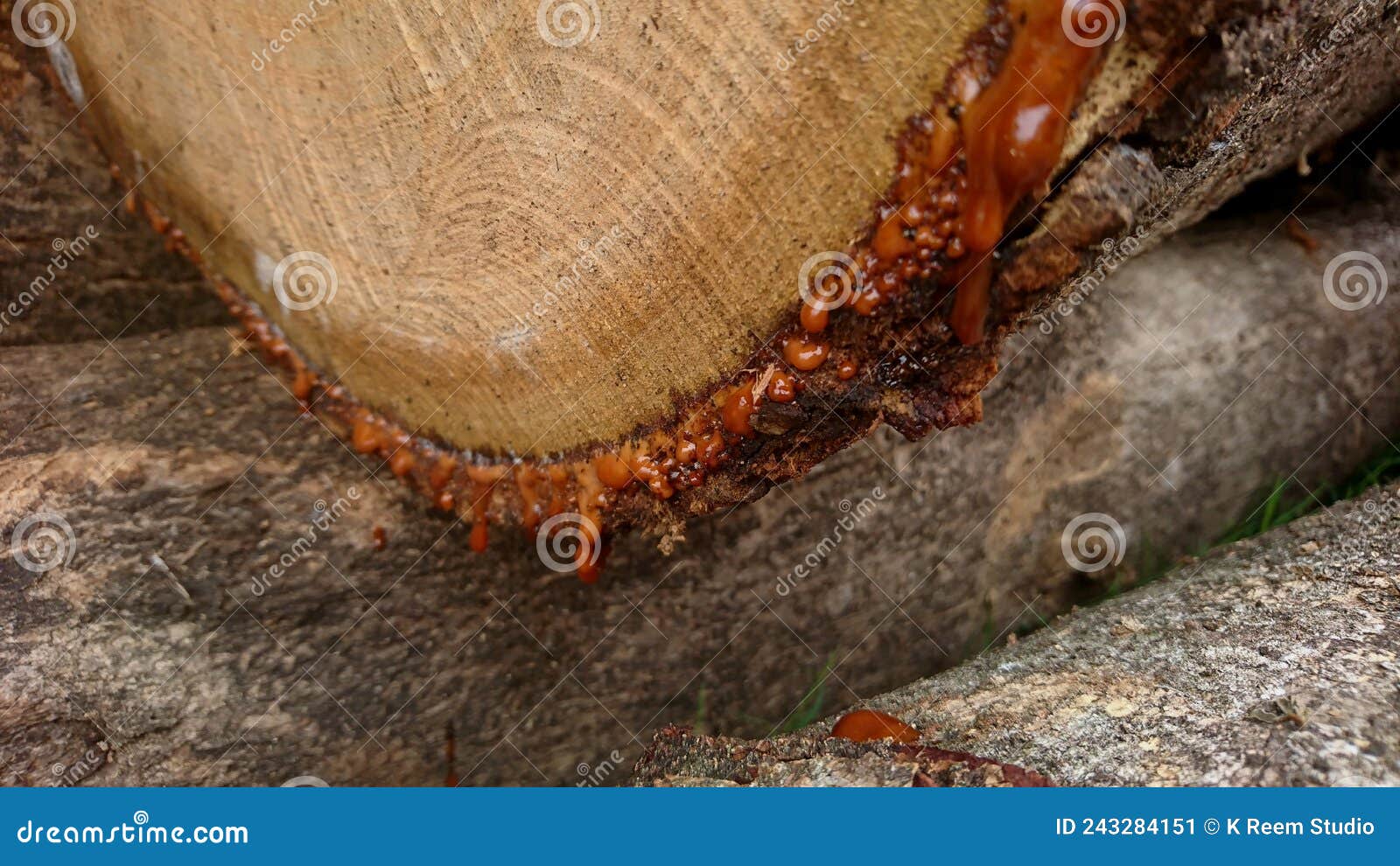 Wood Sap Dripping from the Bark Stock Image - Image of environment ...