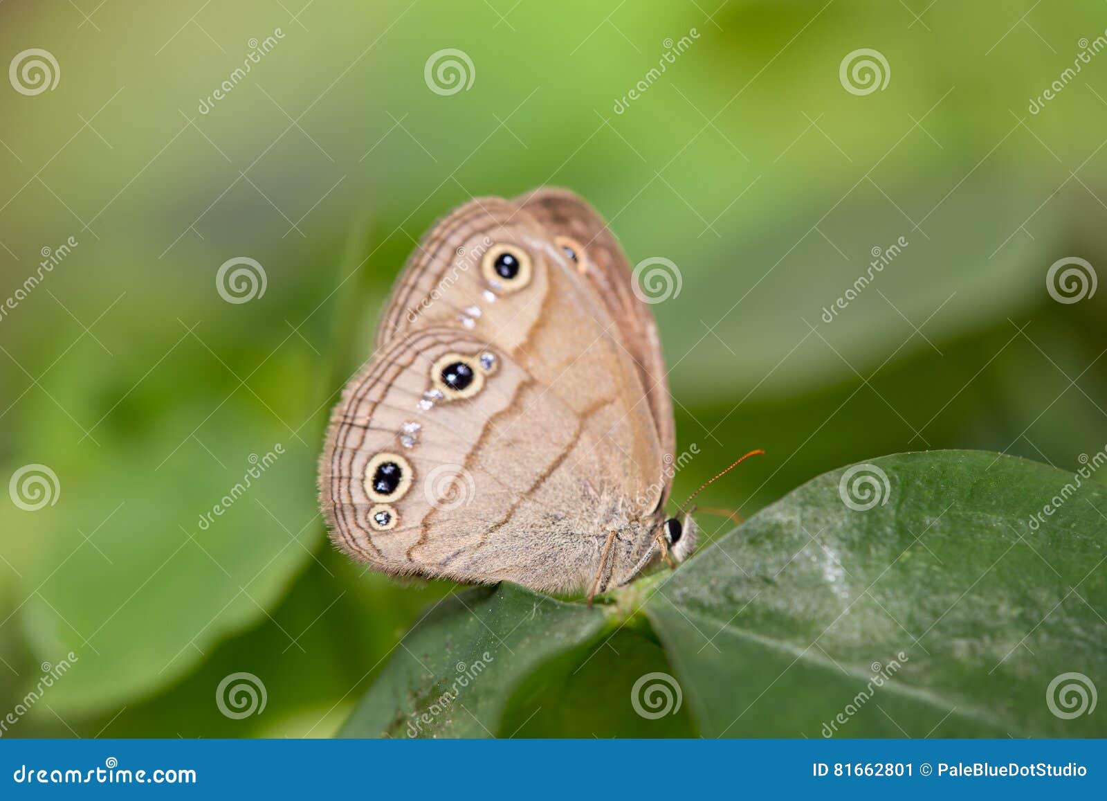 Wood Satyr on Leaf 1 stock image. Image of green, butterfly - 81662801