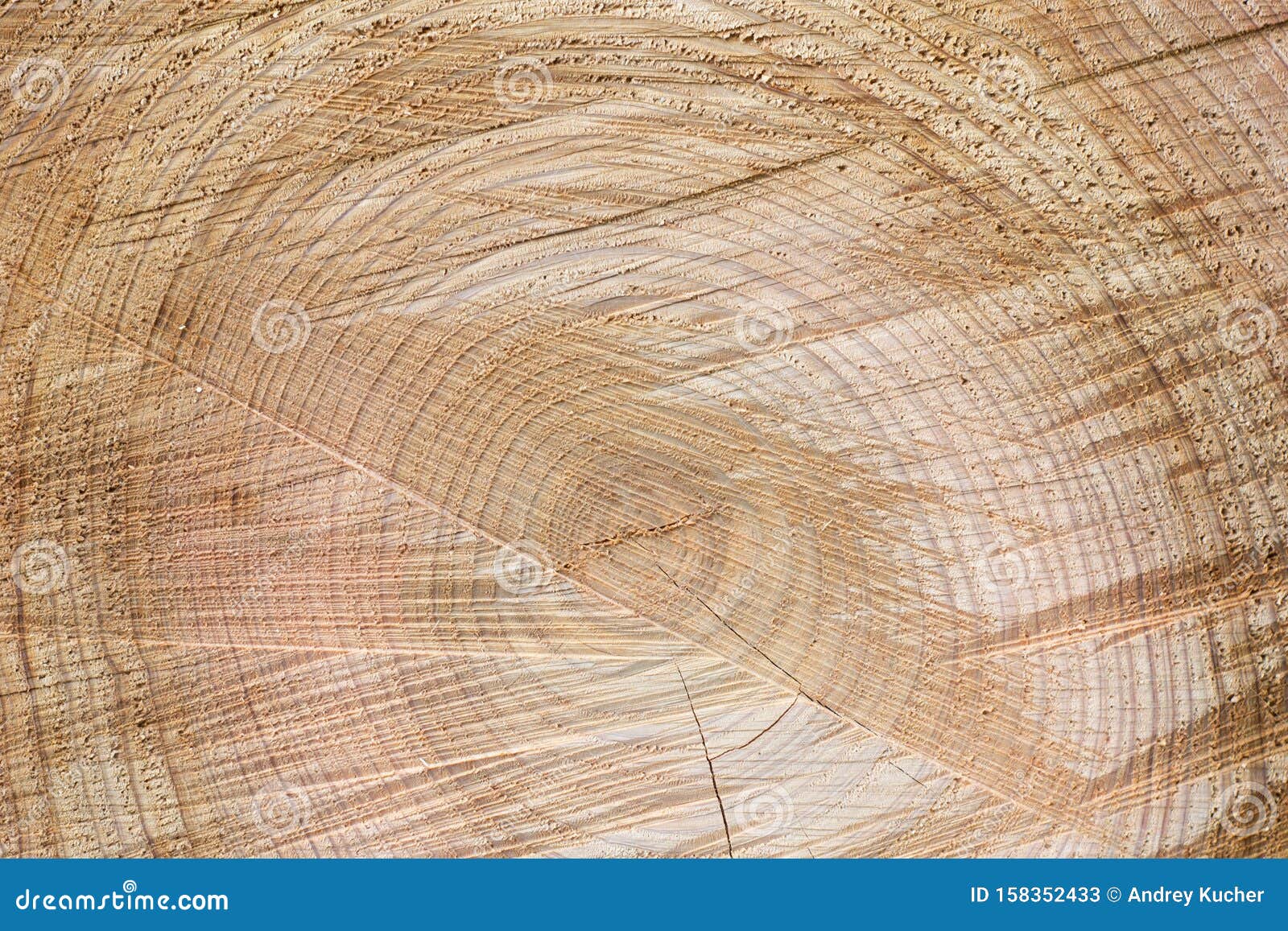 Wood Sawn in Half and Photographed As a Background Stock Image - Image ...