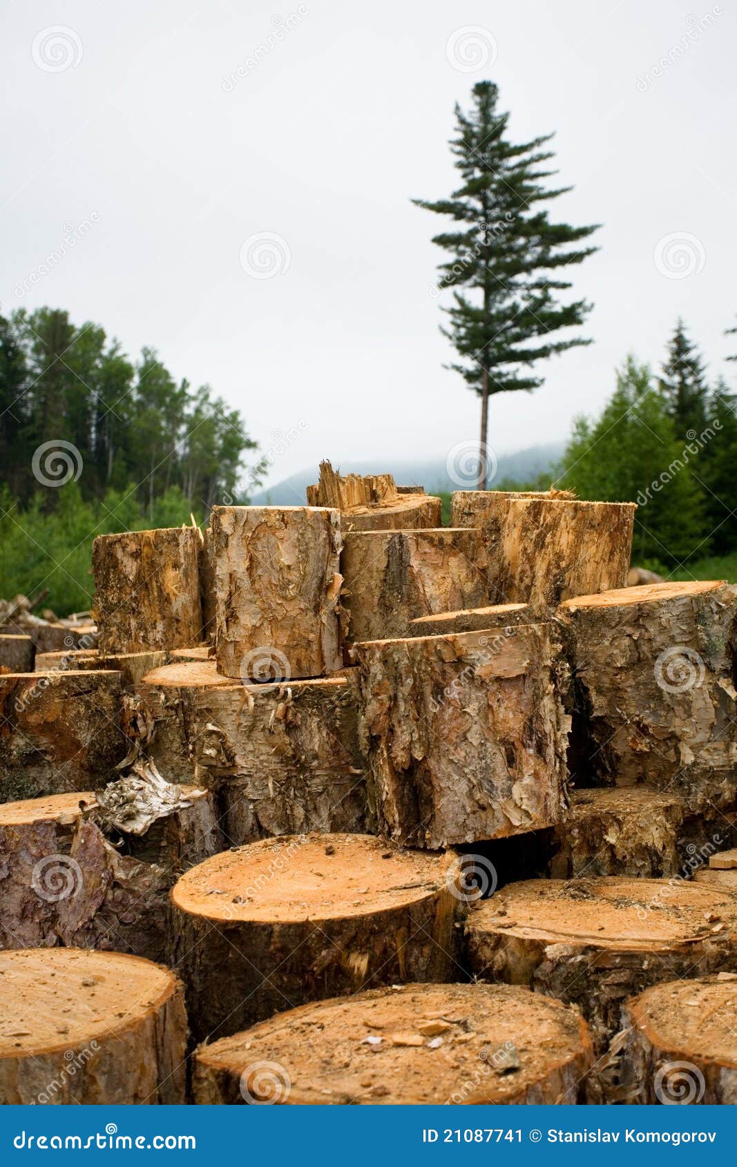 Wood sawn log stock image. Image of ecology, rough, short - 21087741
