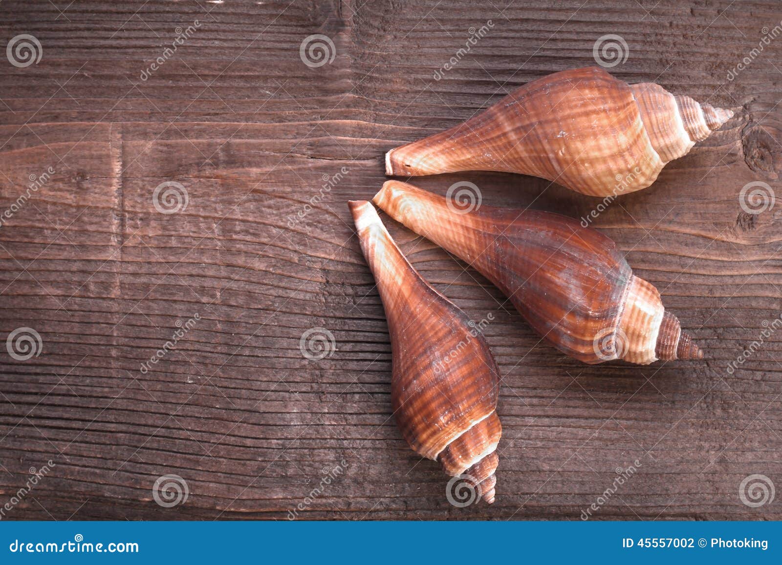 Wood and Sea Shell stock photo. Image of conk, card, cosmetic - 45557002