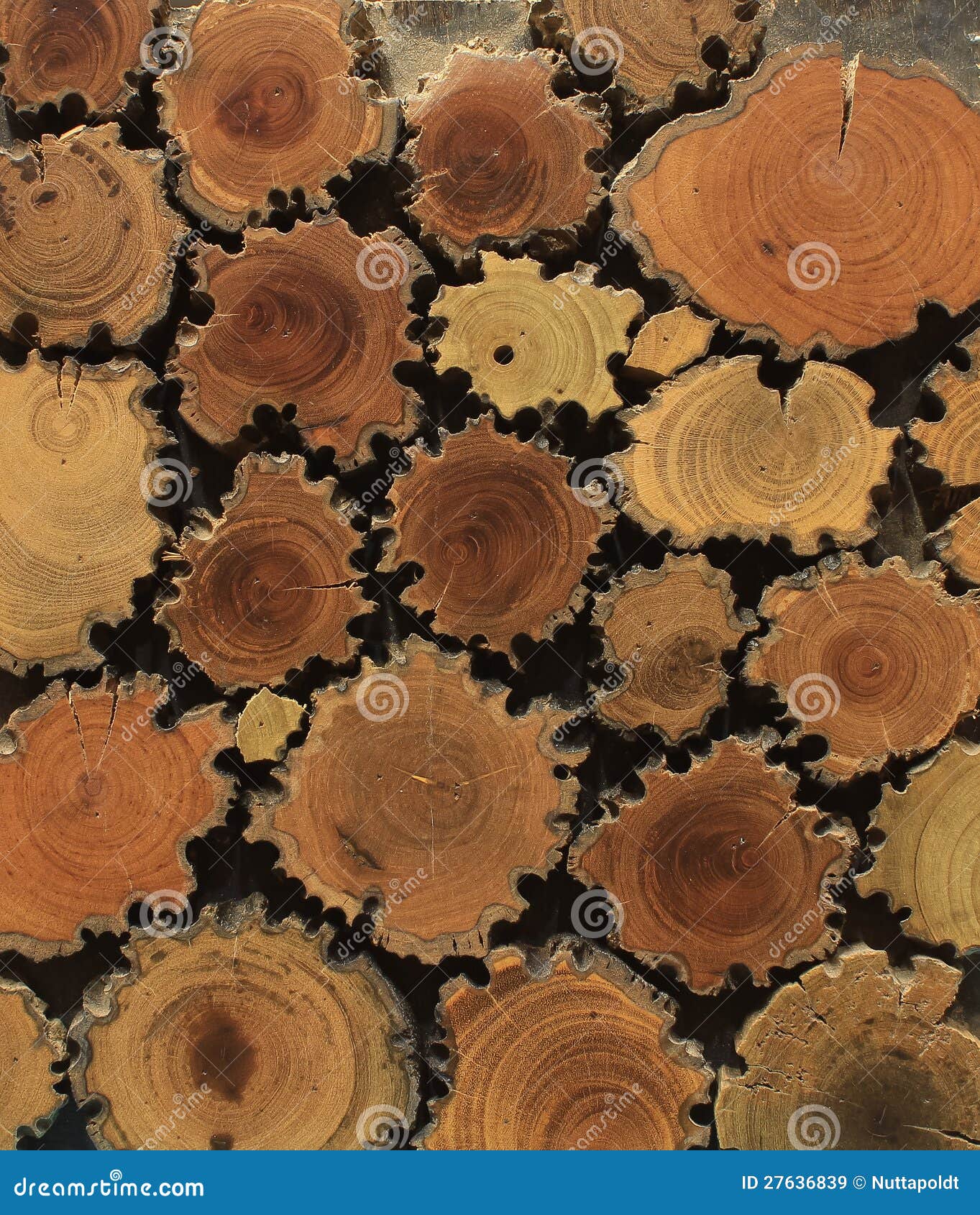 Wood Section stock image. Image of organic, industry - 27636839