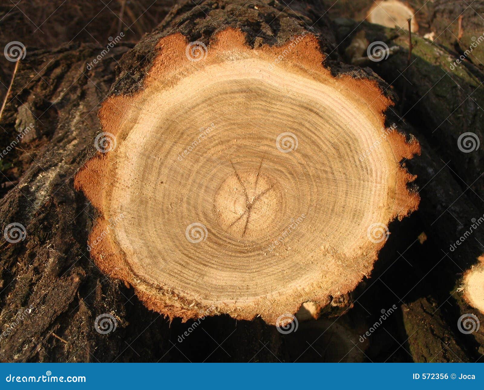 Wood section stock photo. Image of fore, tree, peel, crust - 572356