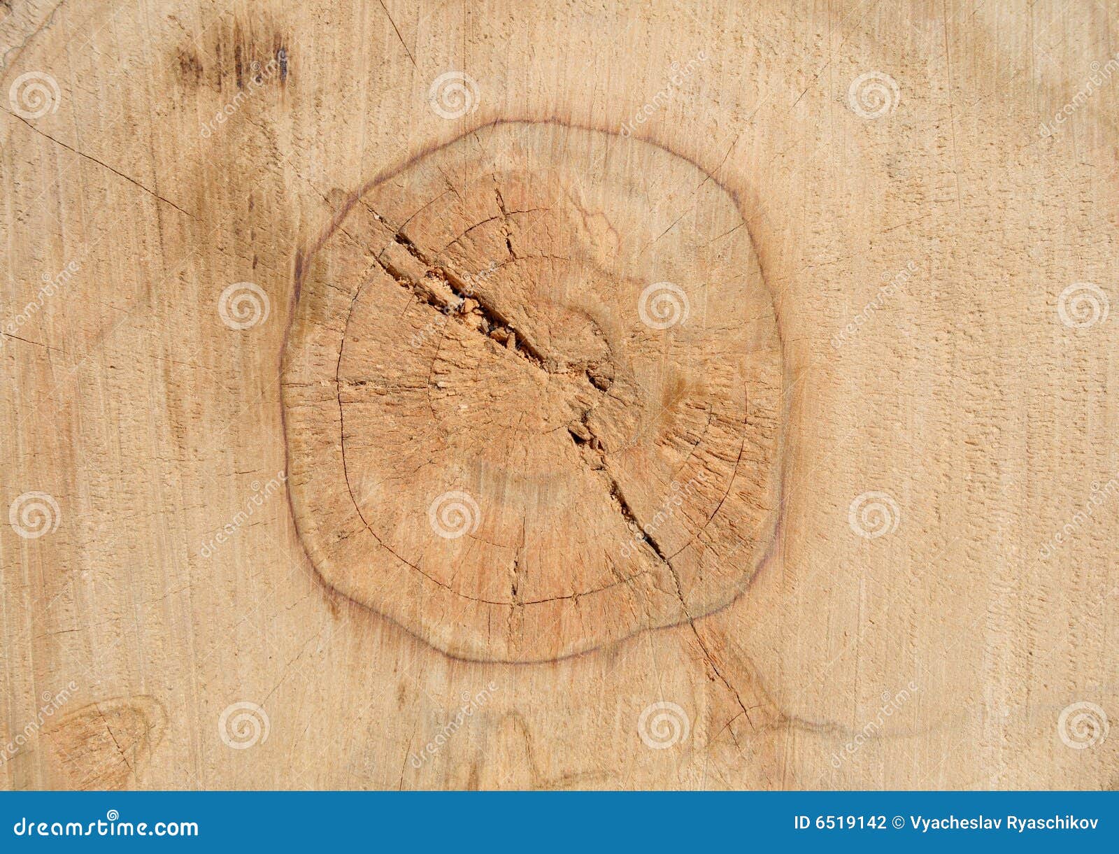 Wood in section stock photo. Image of paper, shape, post - 6519142