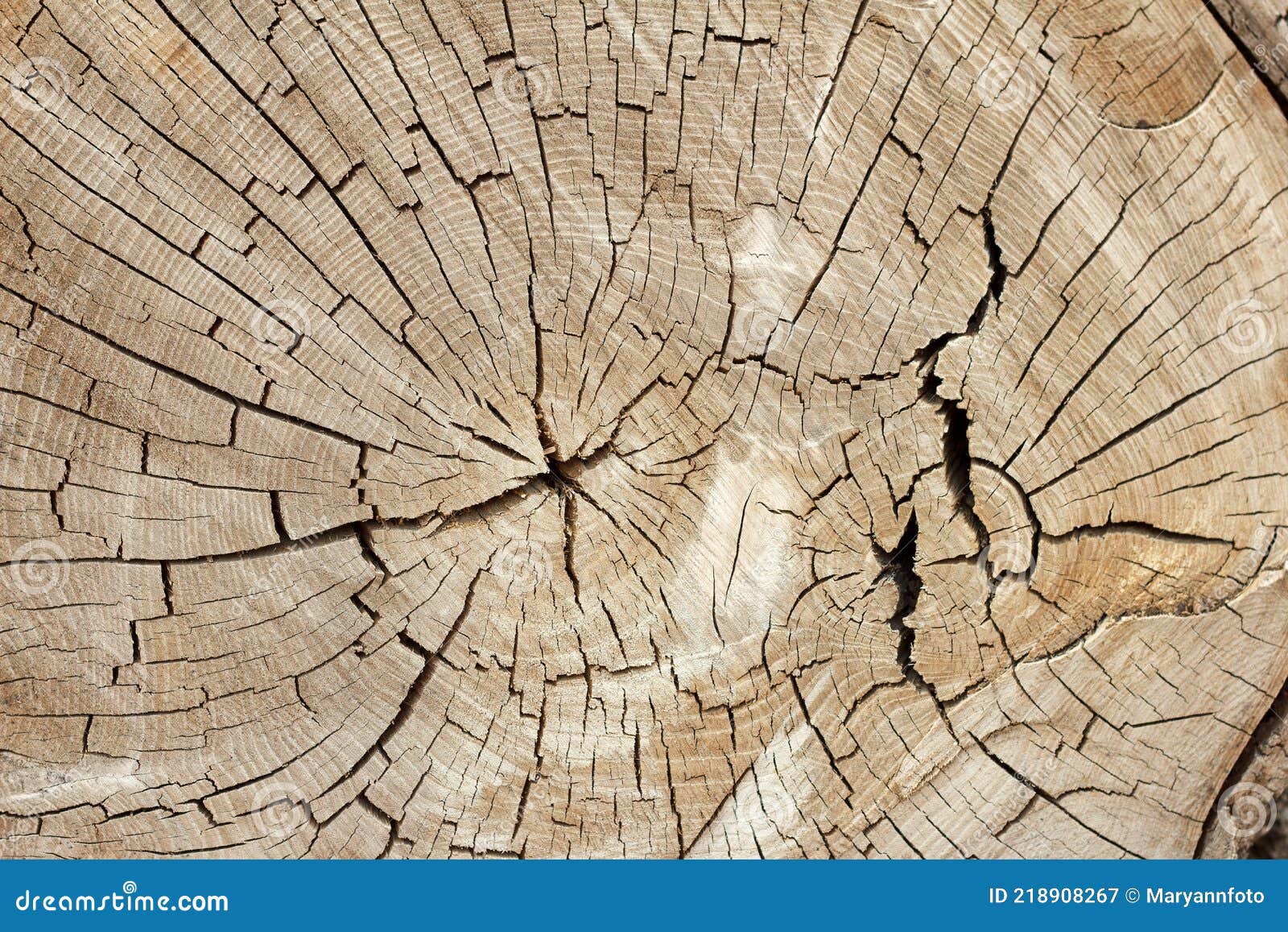 Wood in section stock image. Image of forest, concentric - 218908267