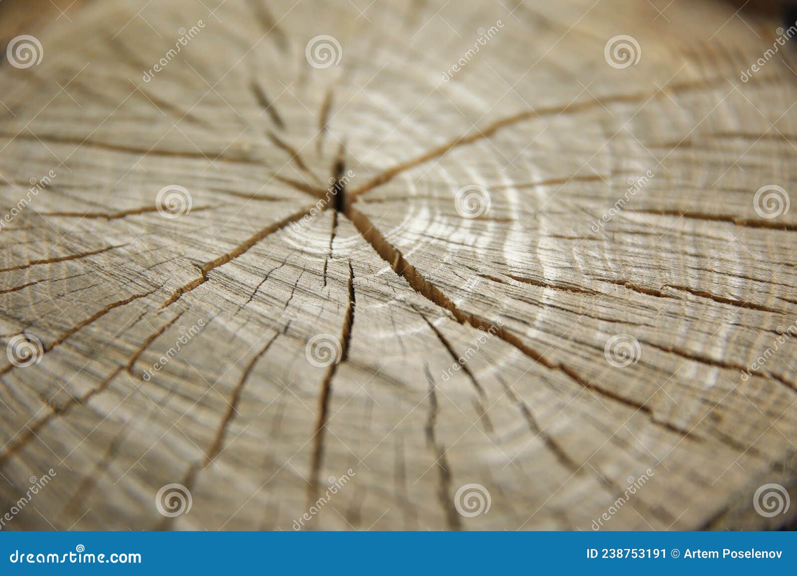 Wood section texture stock image. Image of trunk, natural - 238753191