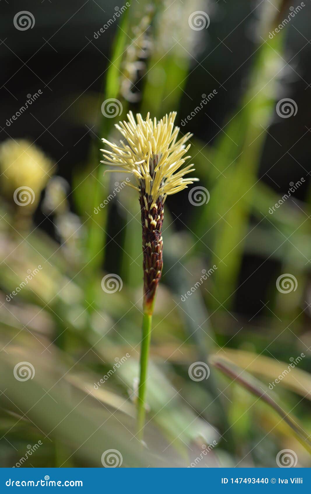 Wood sedge stock photo. Image of flower, garden, close - 147493440