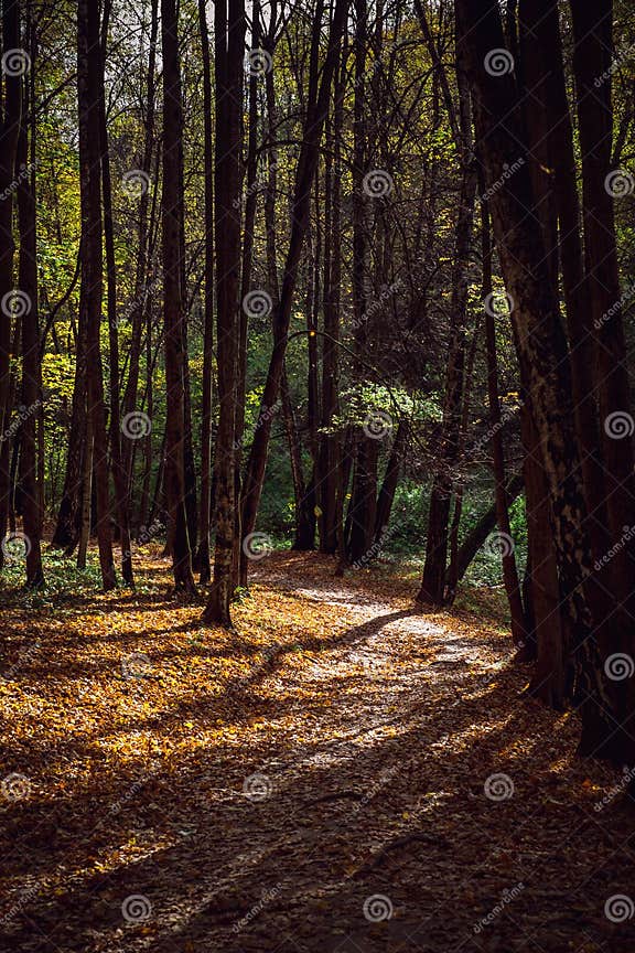Wood shadows and lights stock image. Image of leaf, trunk - 202784365