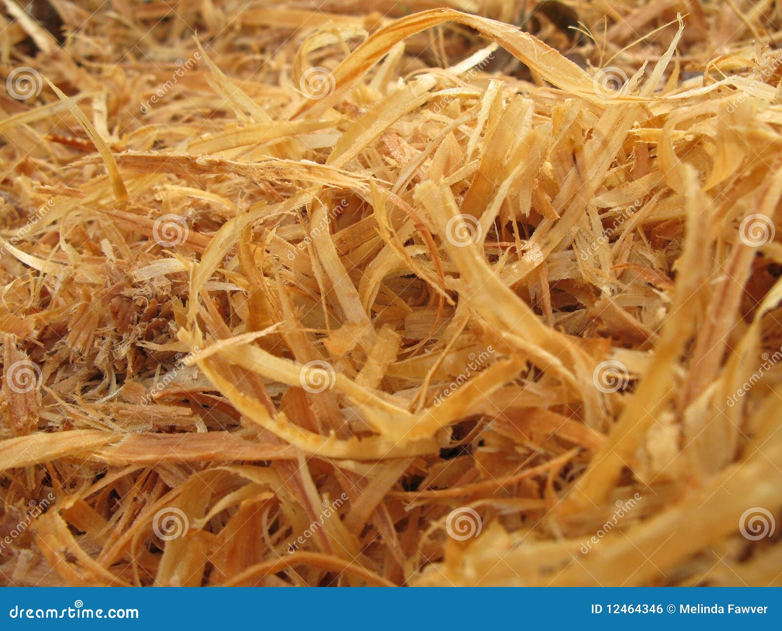 Wood Shavings stock photo. Image of industry, fiber, carpentry - 12464346