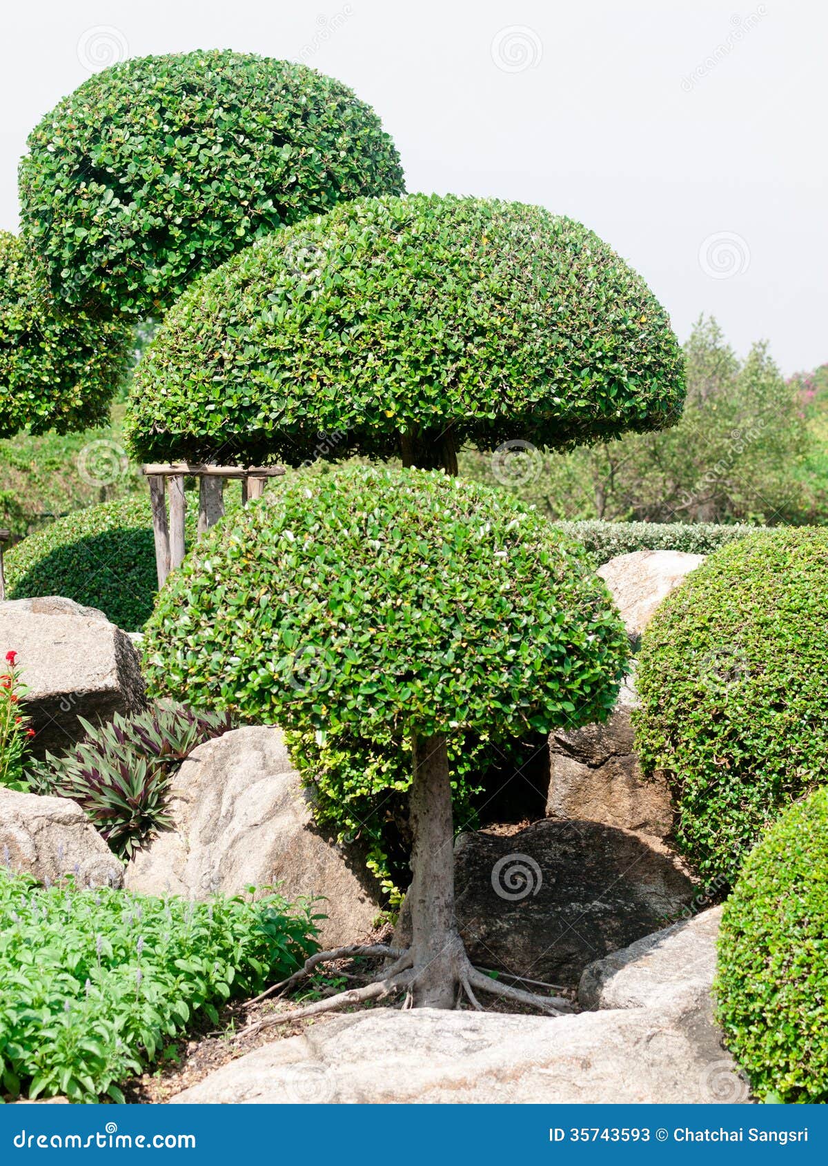 Wood shrubs stock image. Image of white, decoration, bush - 35743593