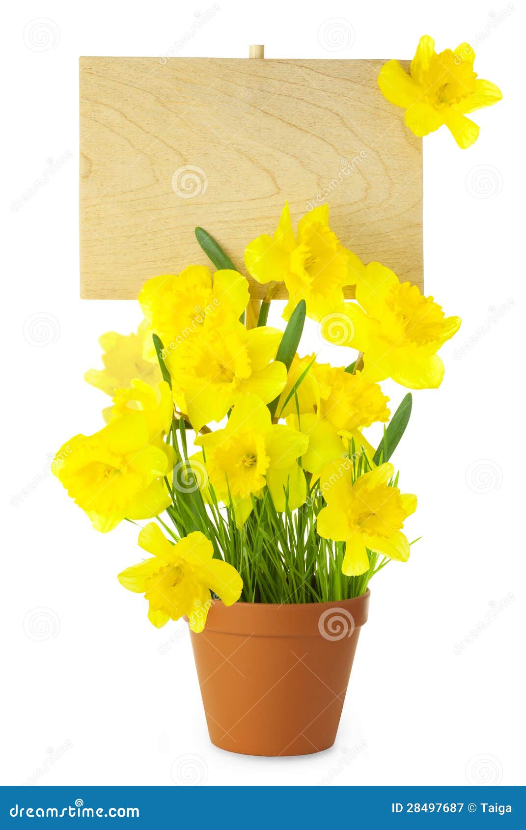 Wood Sign with Daffodil Flowers / Empty Board for Your Text / I Stock ...