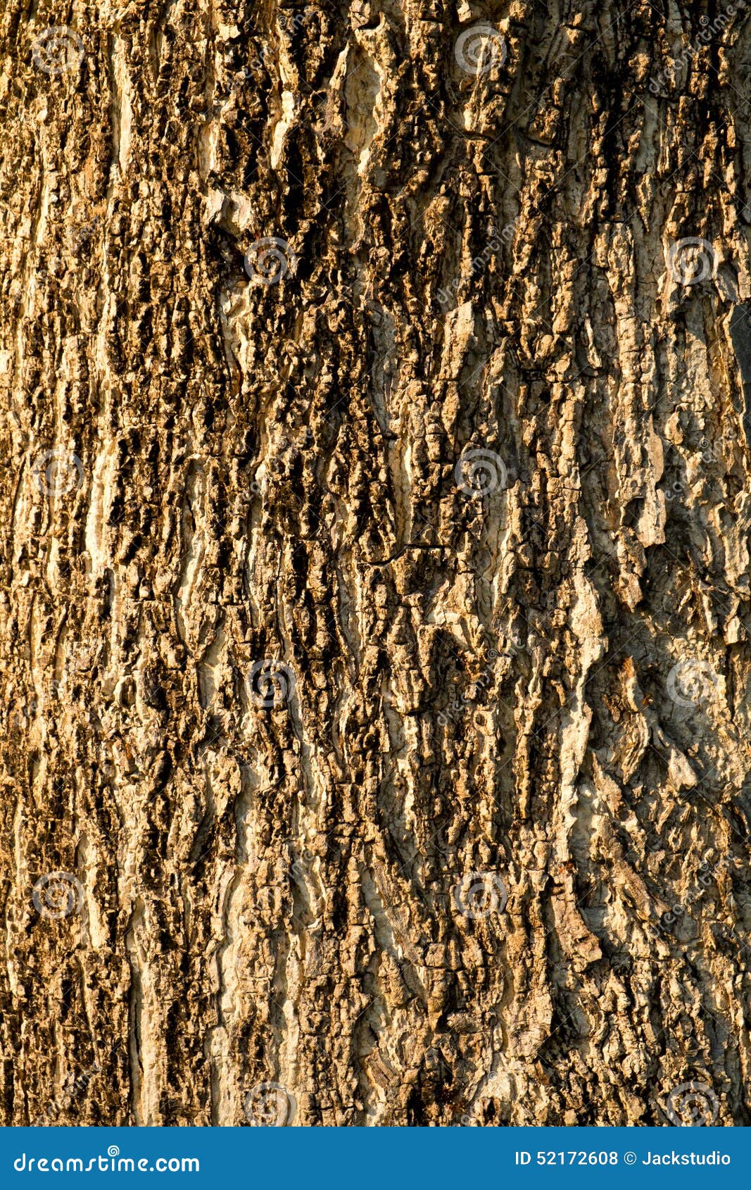 Wood skin stock photo. Image of nature, surface, organic - 52172608