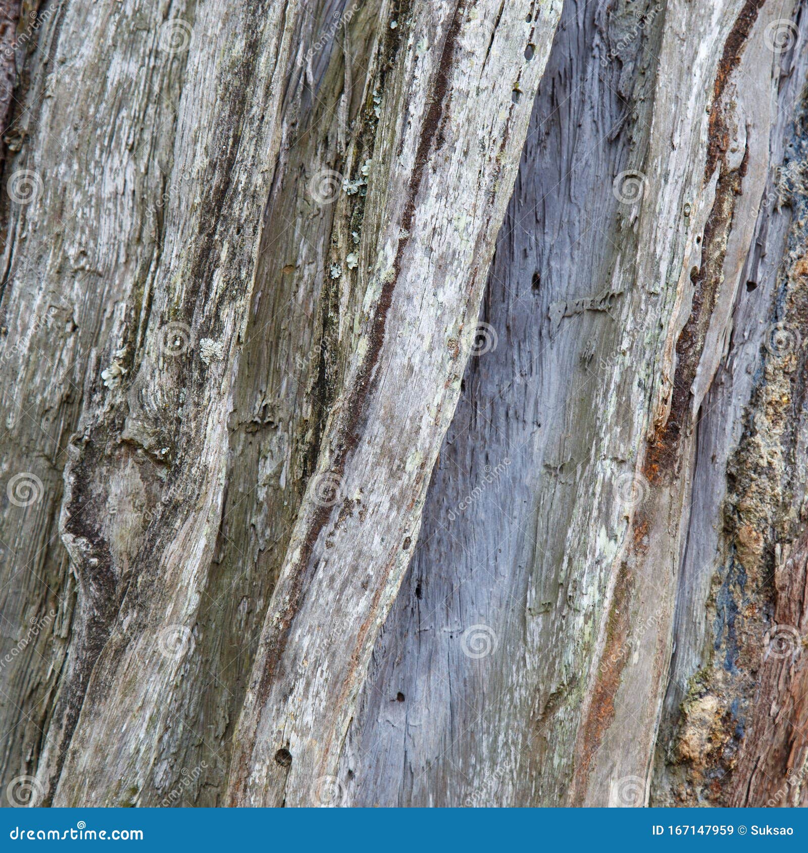 Wood Skin Pattern from a Real Tree Stock Image - Image of tree ...
