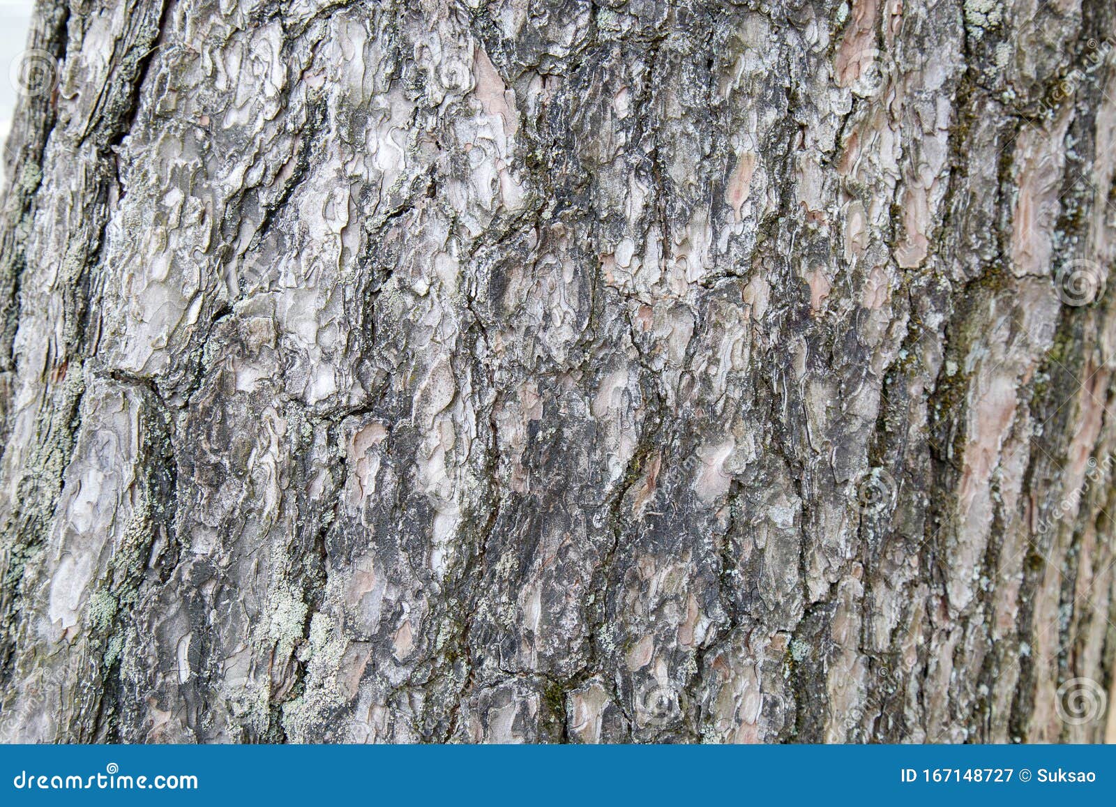 Wood Skin Pattern from a Real Tree Stock Image - Image of aged, detail ...