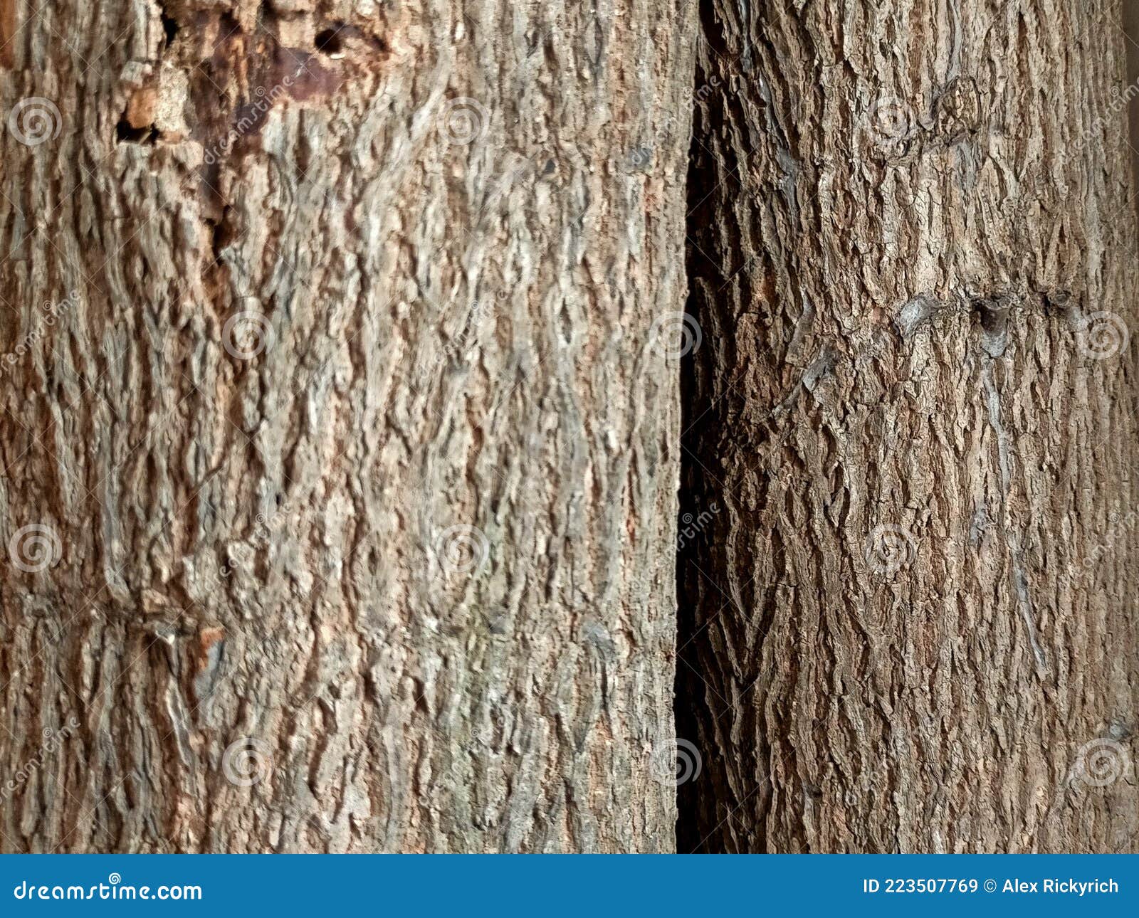 Wood Old Skin With Line Detail Patterns Light Grey Background Royalty ...