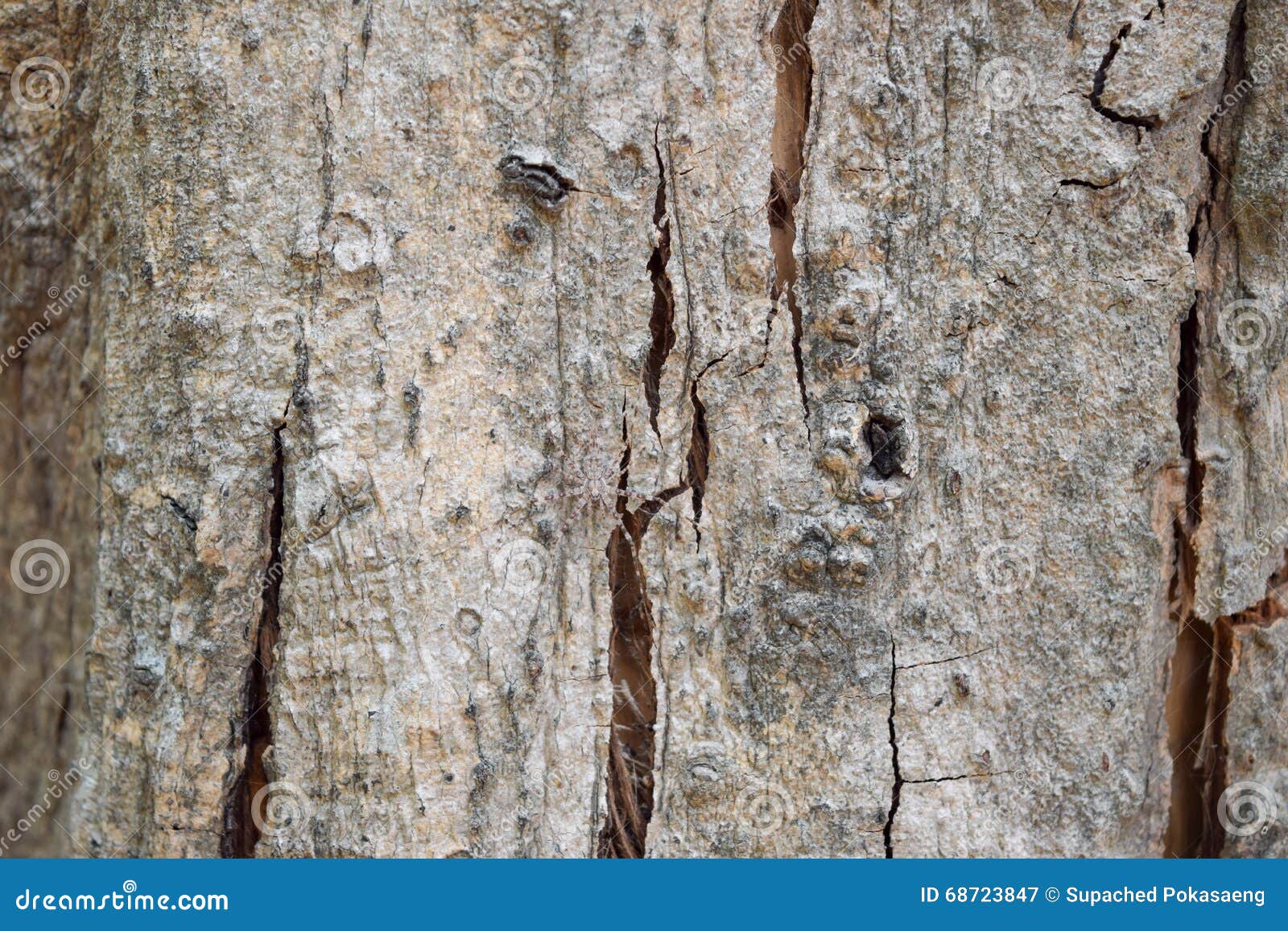 Wood Old Skin With Line Detail Patterns Light Grey Background Royalty ...