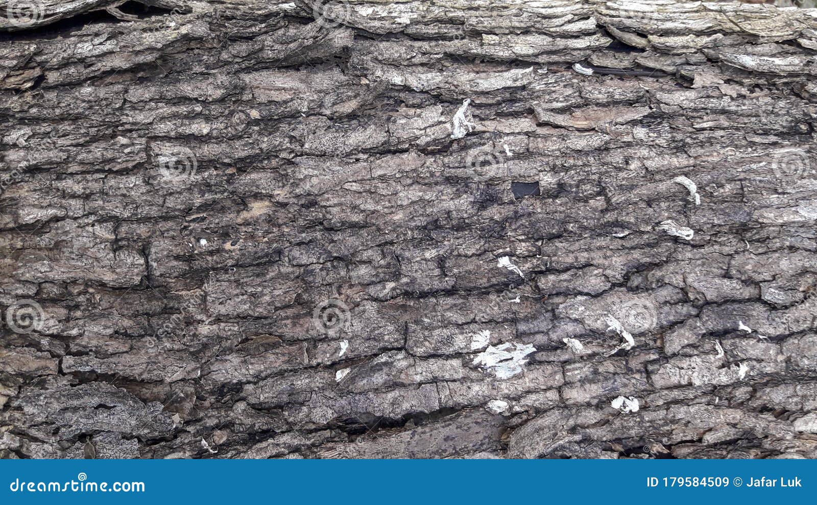 Wood Skin Texture. Texture of Fallen Tree Bark Stock Image - Image of ...