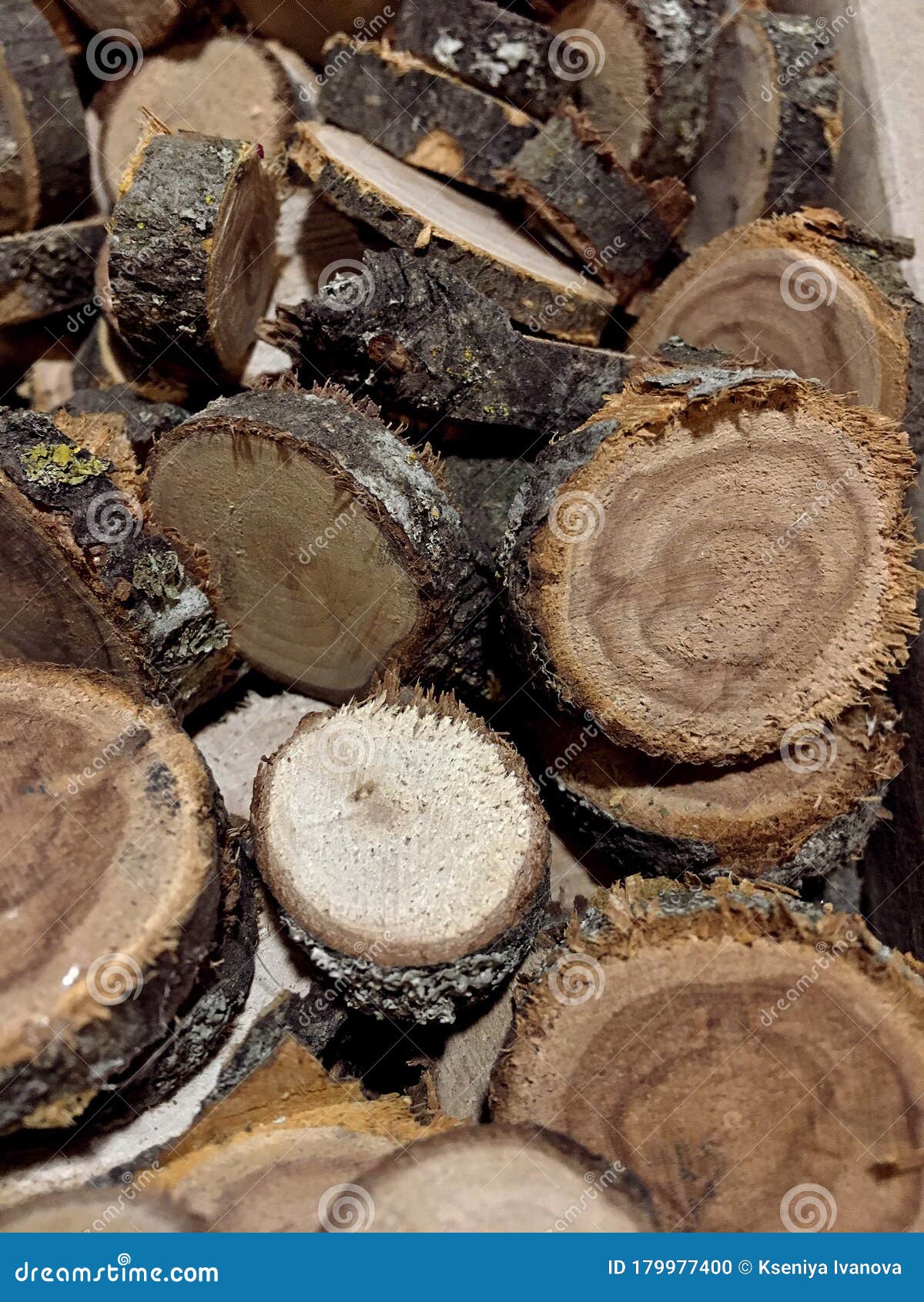 Wood Slice with Bark for Decor. Rough Cut of Tree Isolated. Stock Photo ...