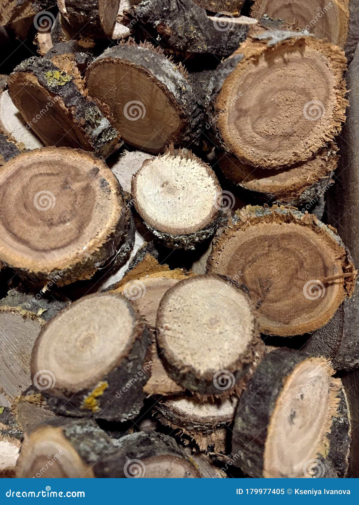 Wood Slice with Bark for Decor. Rough Cut of Tree Isolated. Stock Image ...