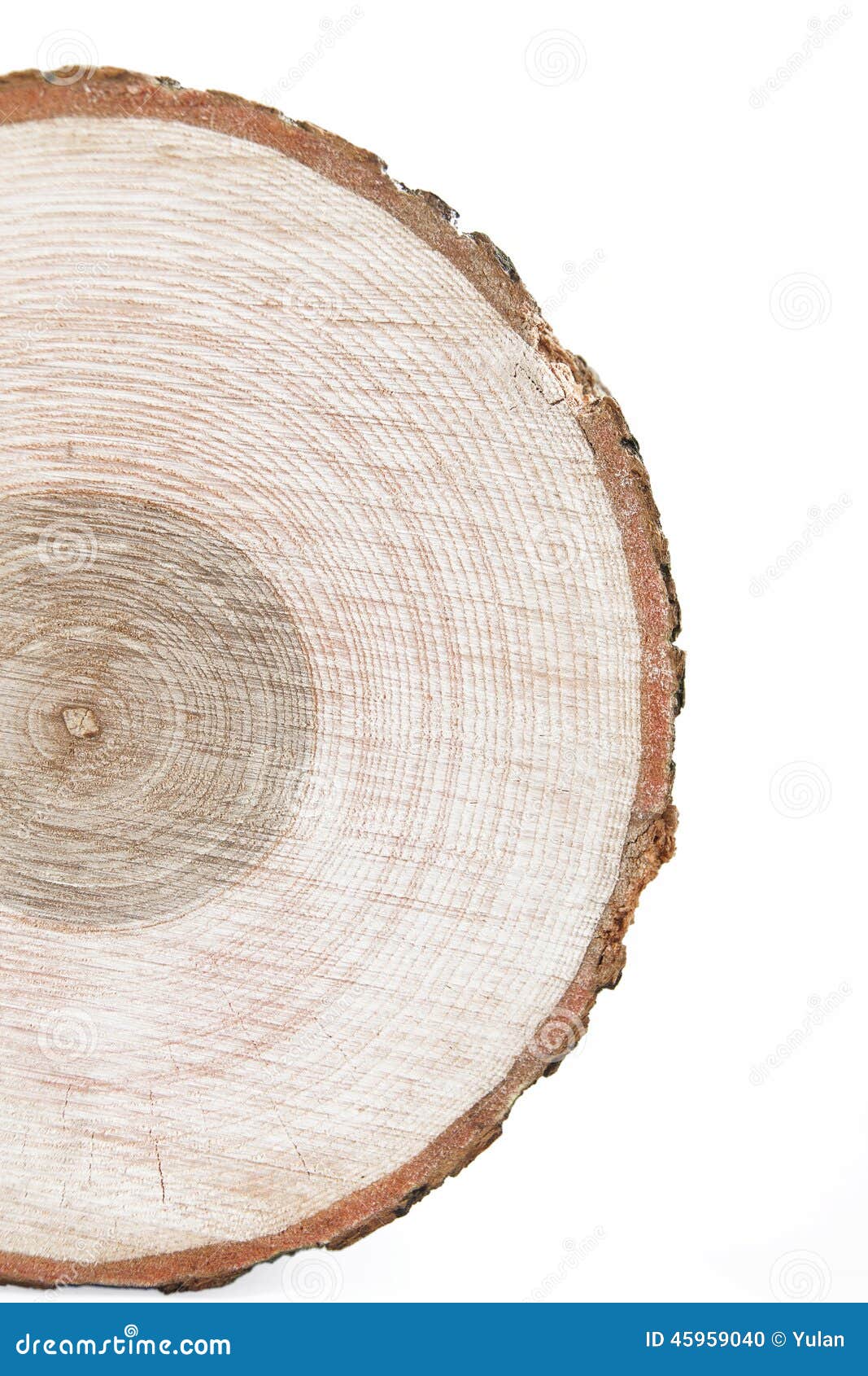 Wood slice pattern stock photo. Image of circular, annual - 45959040