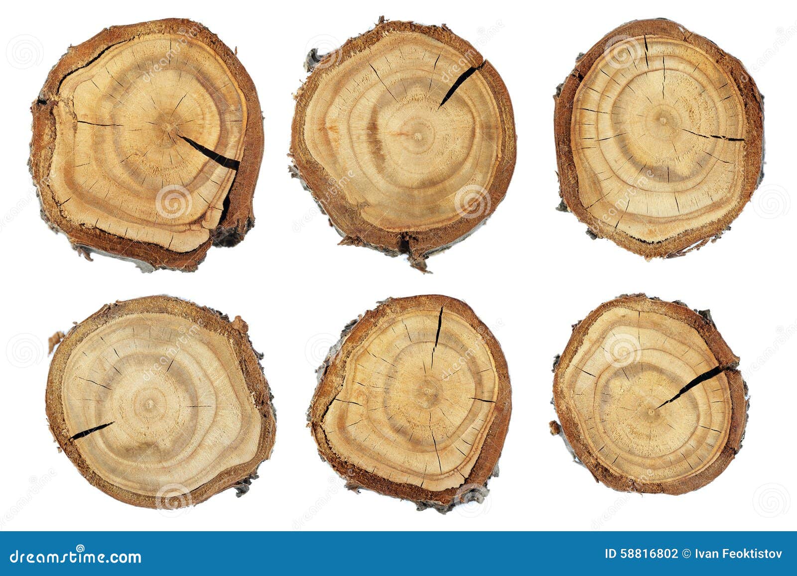 Wood slice stock photo. Image of rough, slice, natural - 58816802