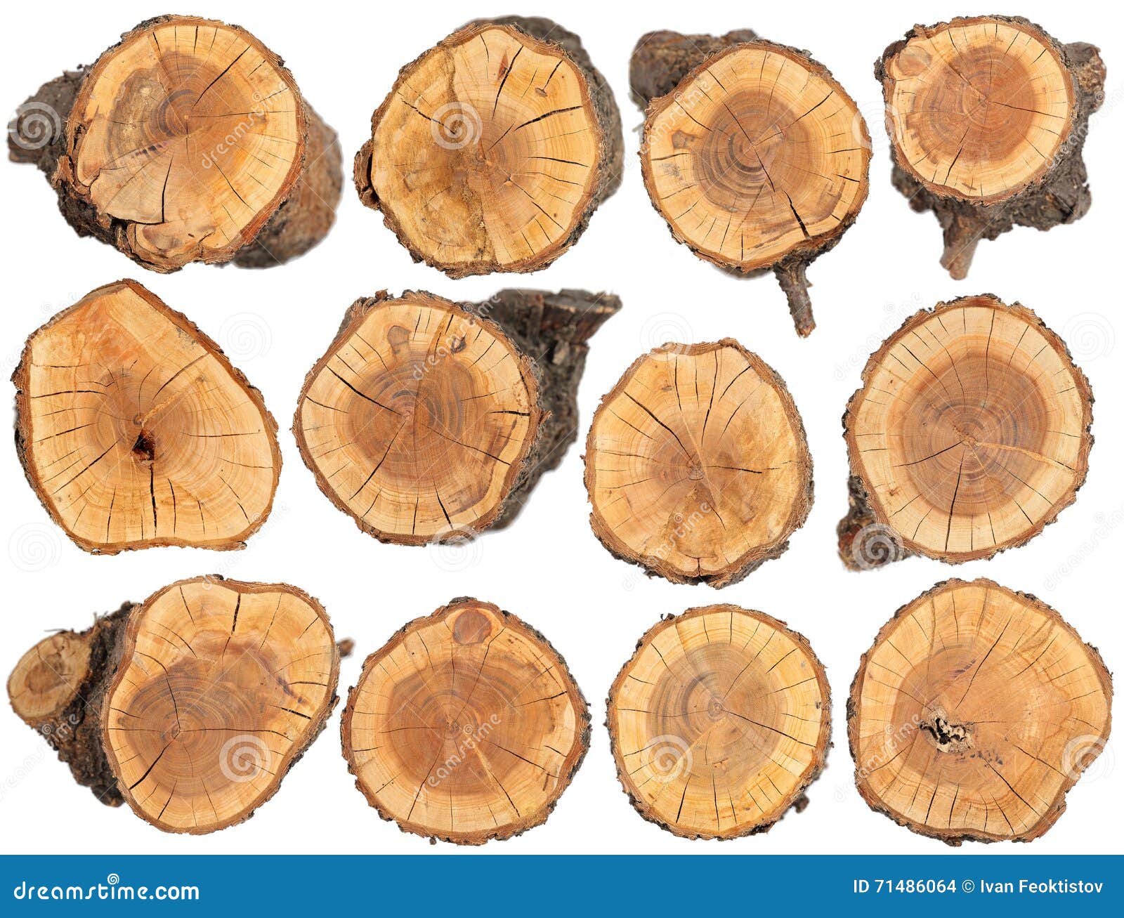 Wood slice texture stock photo. Image of bark, closeup - 71486064