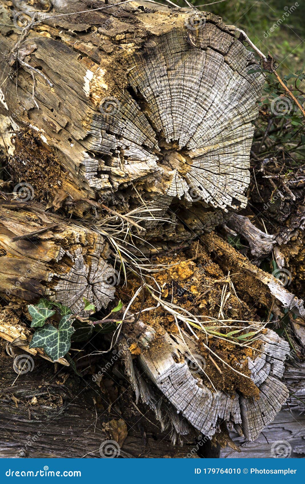 Wood in Slowly Decaying in the Nature Stock Photo - Image of ground ...
