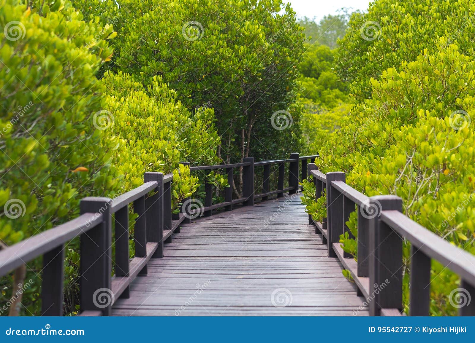 Wood Small Bridge on the Forest Mangrove Stock Image - Image of ...