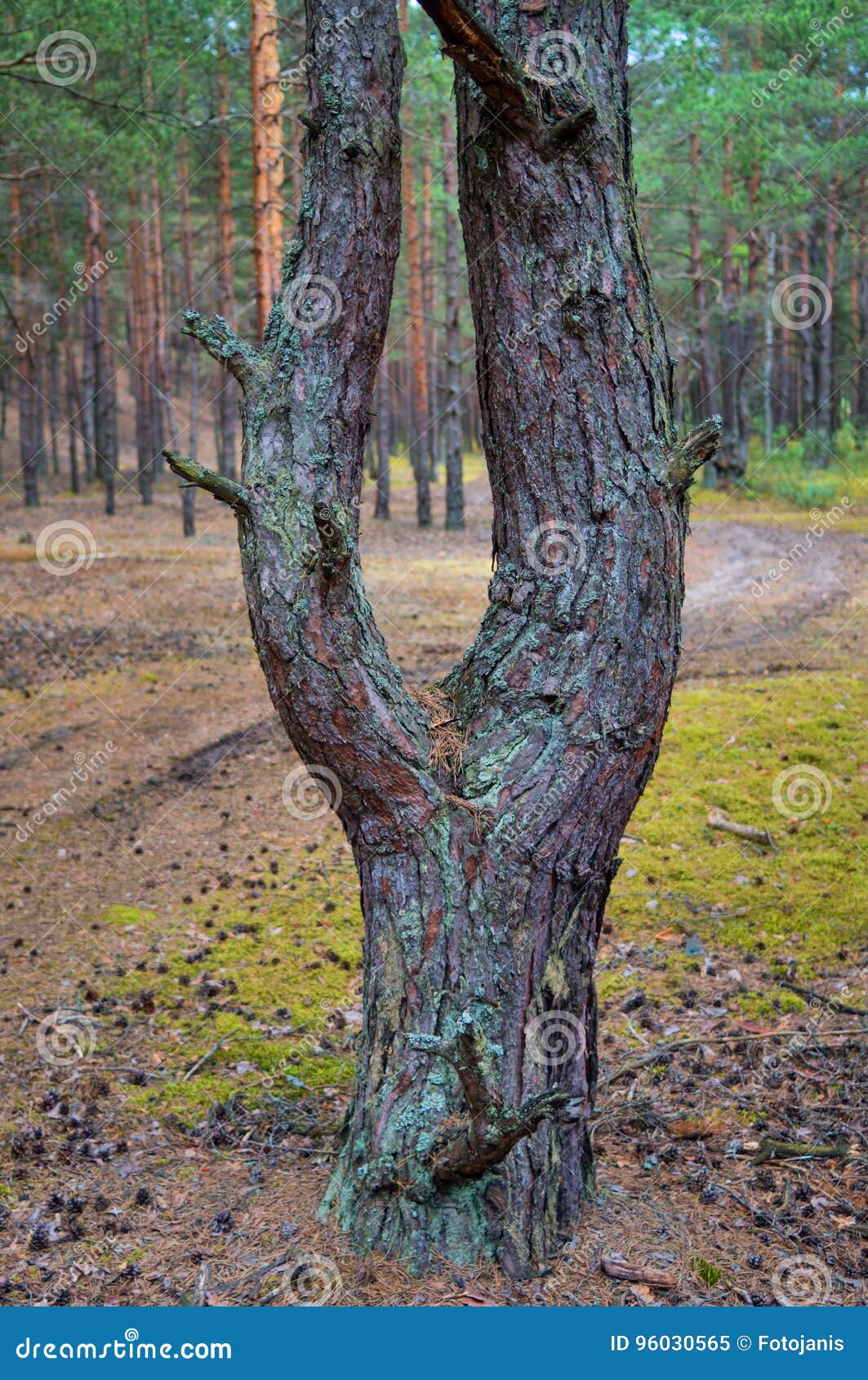 Wood stock image. Image of branches, color, nature, outdoors - 96030565