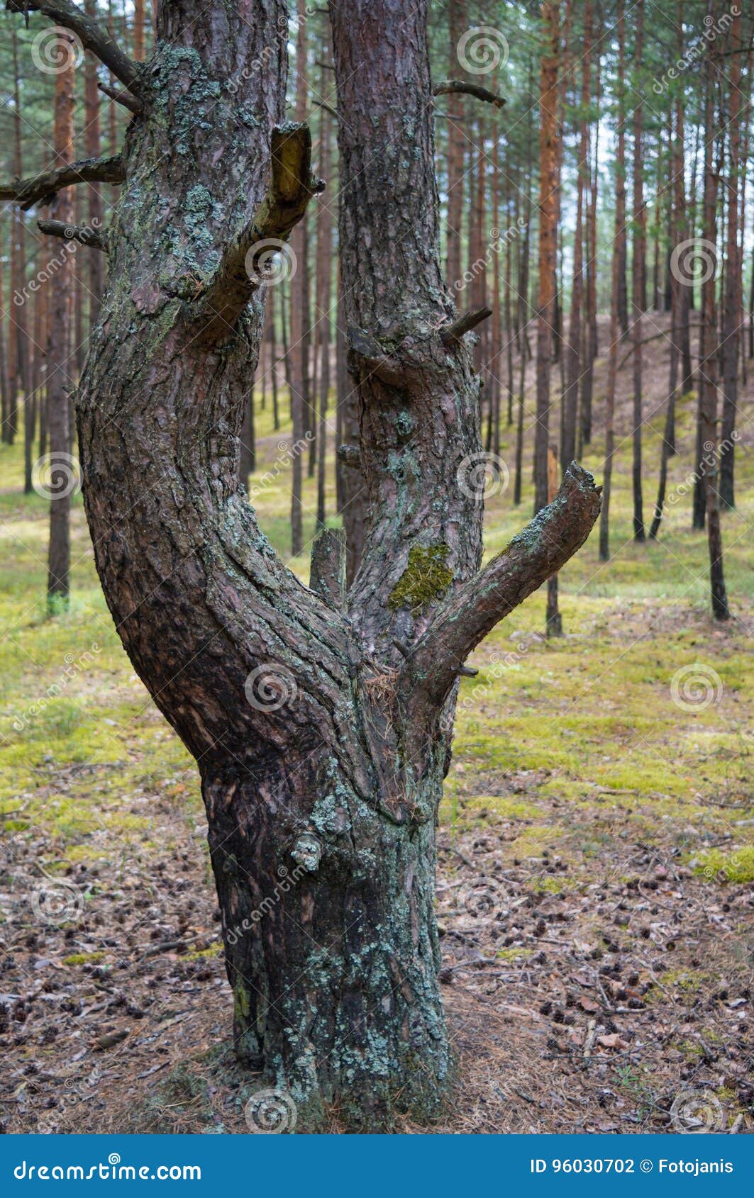 Wood stock photo. Image of flare, scenic, greenery, summertime - 96030702