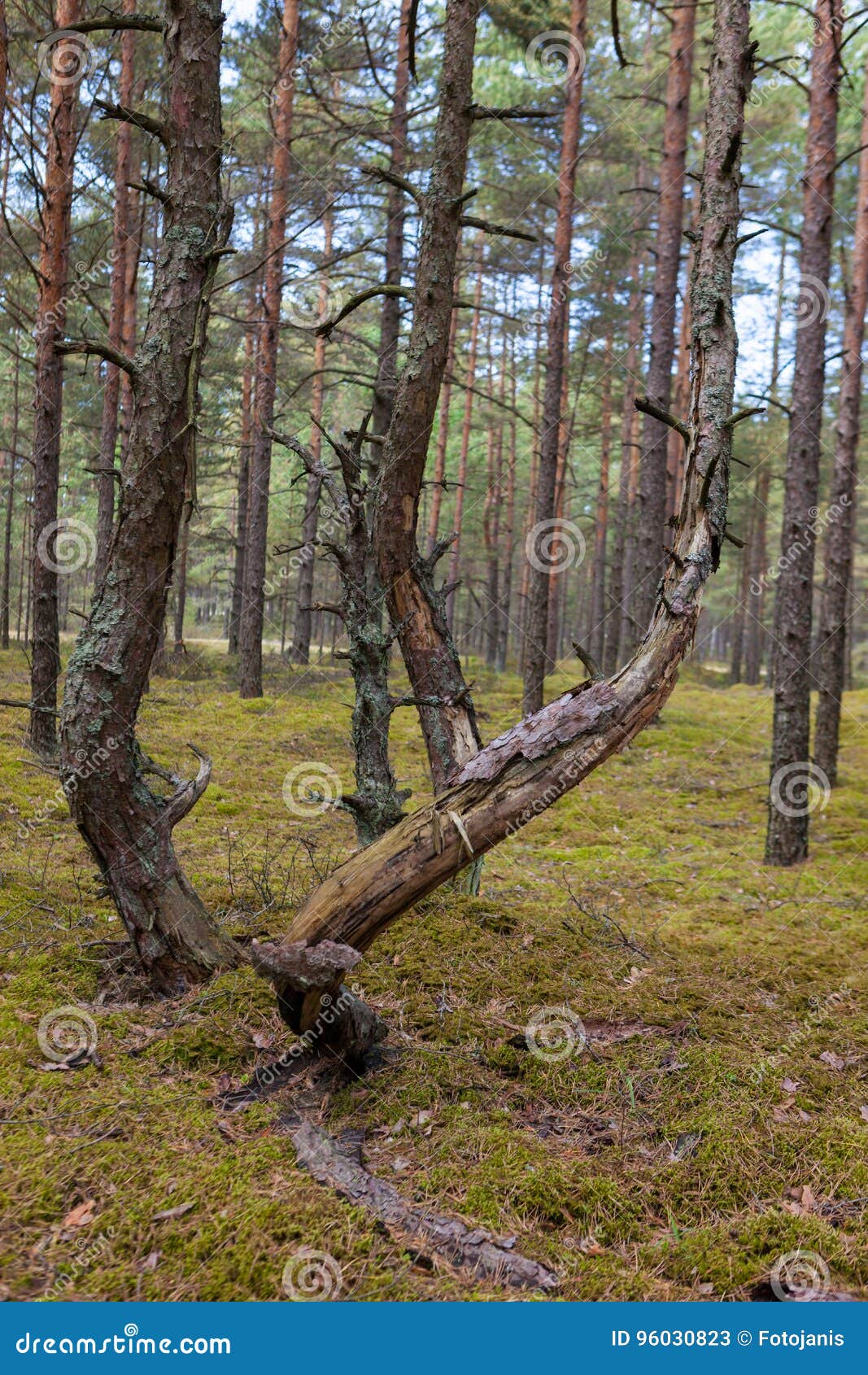 Wood stock image. Image of calm, spring, sunlight, nature - 96030823