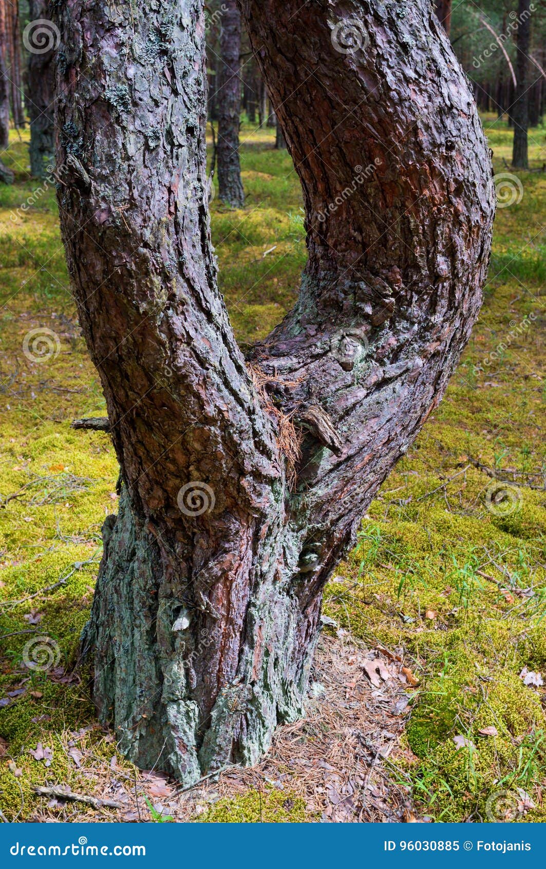 Wood stock image. Image of growth, sunny, spring, color - 96030885