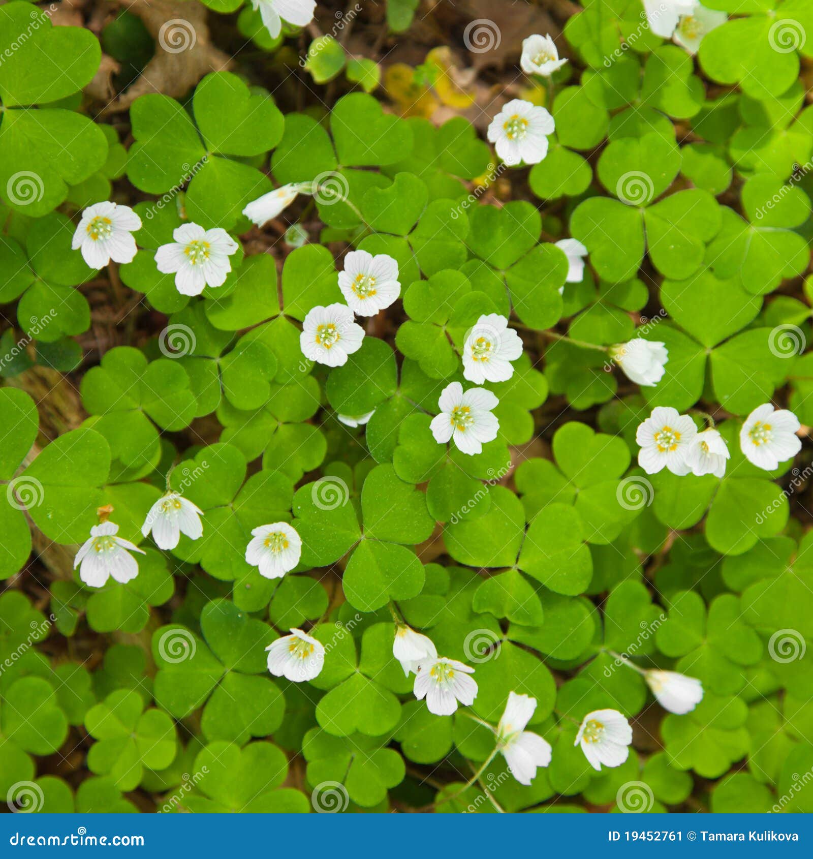 Wood sorrel stock image. Image of spring, norway, north - 19452761
