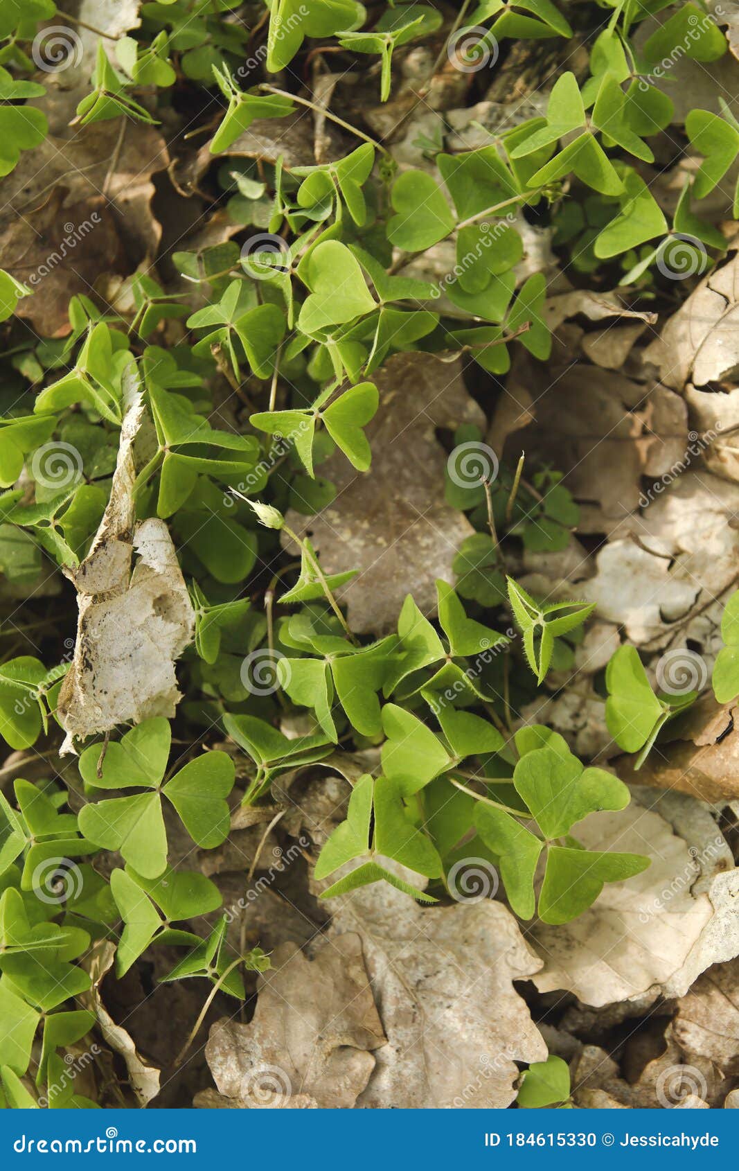 Wood Sorrel Growing Wild on the Forest Soil Stock Photo - Image of ...