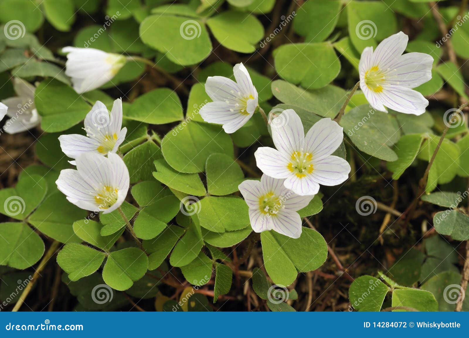 Wood Sorrel - Oxalis Acetosella Stock Photo - Image of flora, britain ...