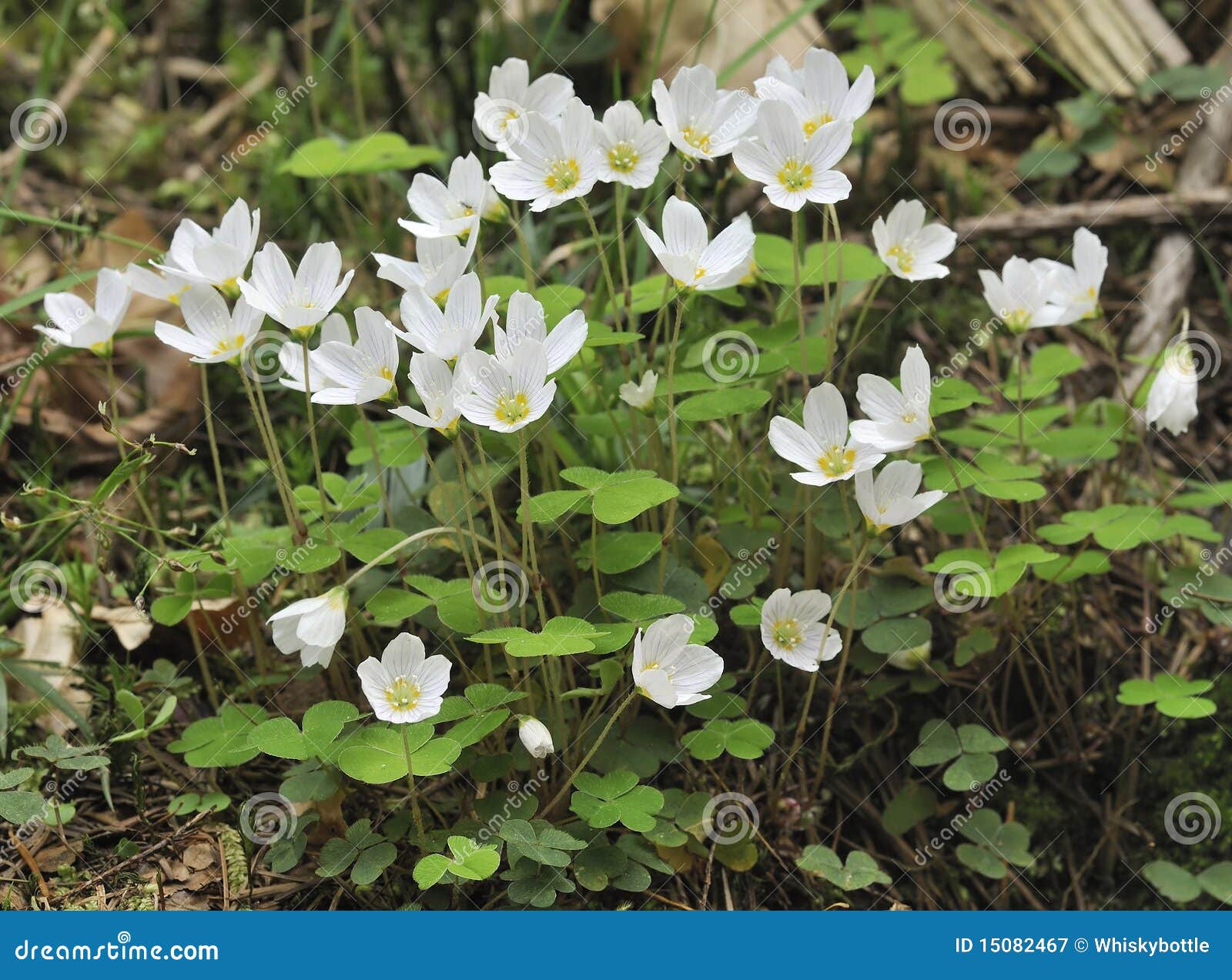 Wood Sorrel - Oxalis Acetosella Stock Image - Image of britain, sorrel ...