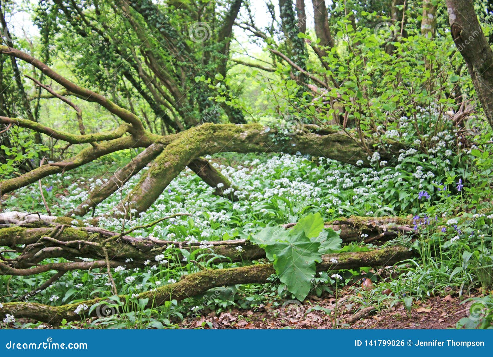 Wood in Spring stock photo. Image of ramsons, allium - 141799026