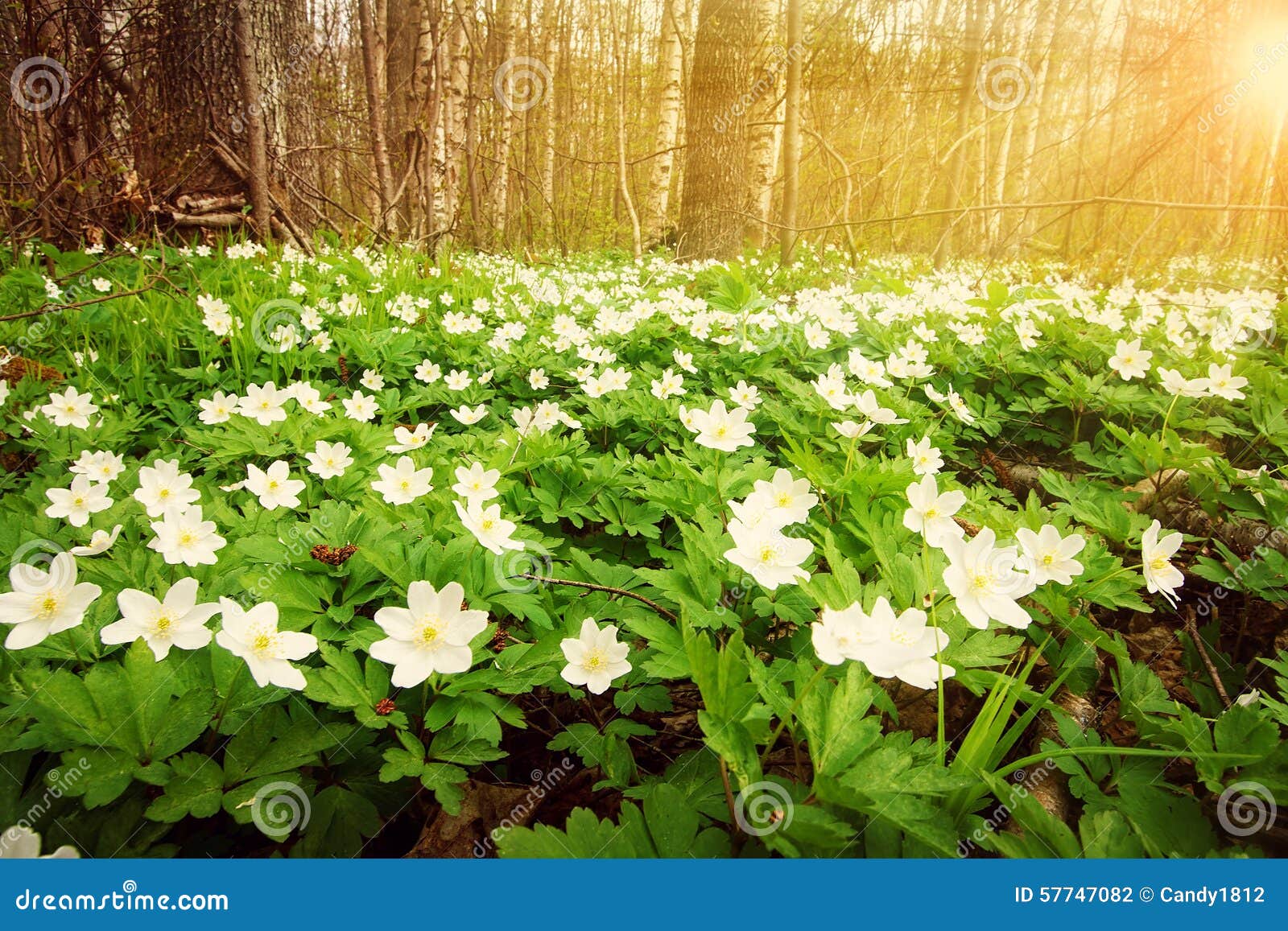 Wood with spring flowers stock photo. Image of life, color - 57747082