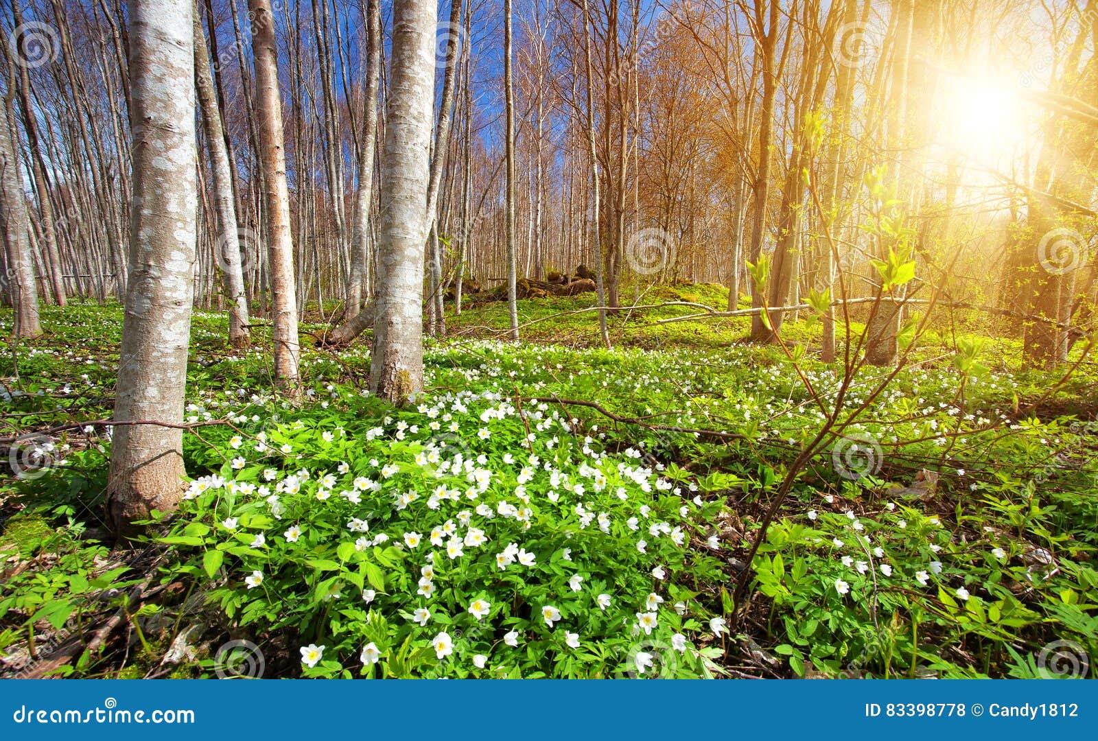 Wood with spring flowers stock photo. Image of ecology - 83398778