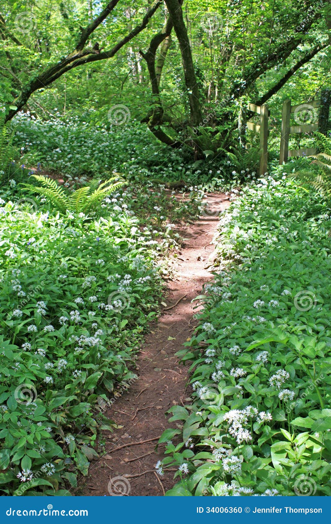 Wood in spring stock photo. Image of allium, spring, groundcover - 34006360