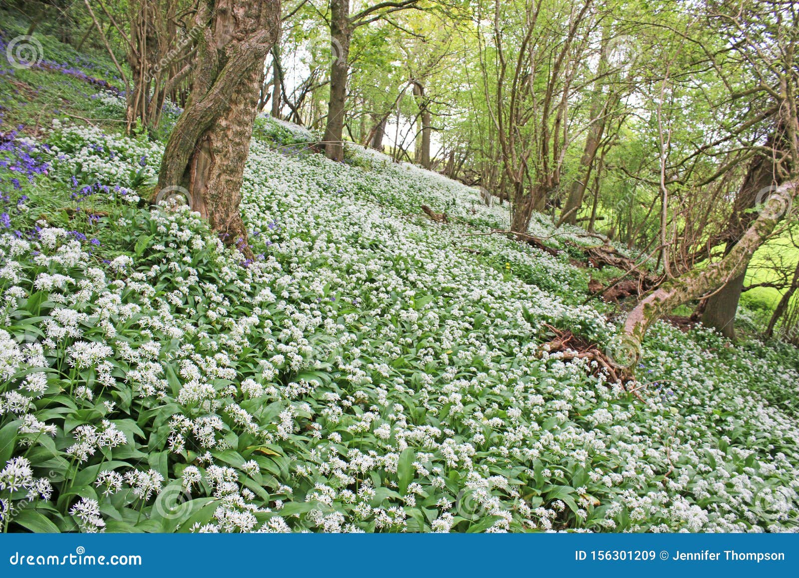 Wood in spring stock image. Image of garlick, hyacinthoides - 156301209