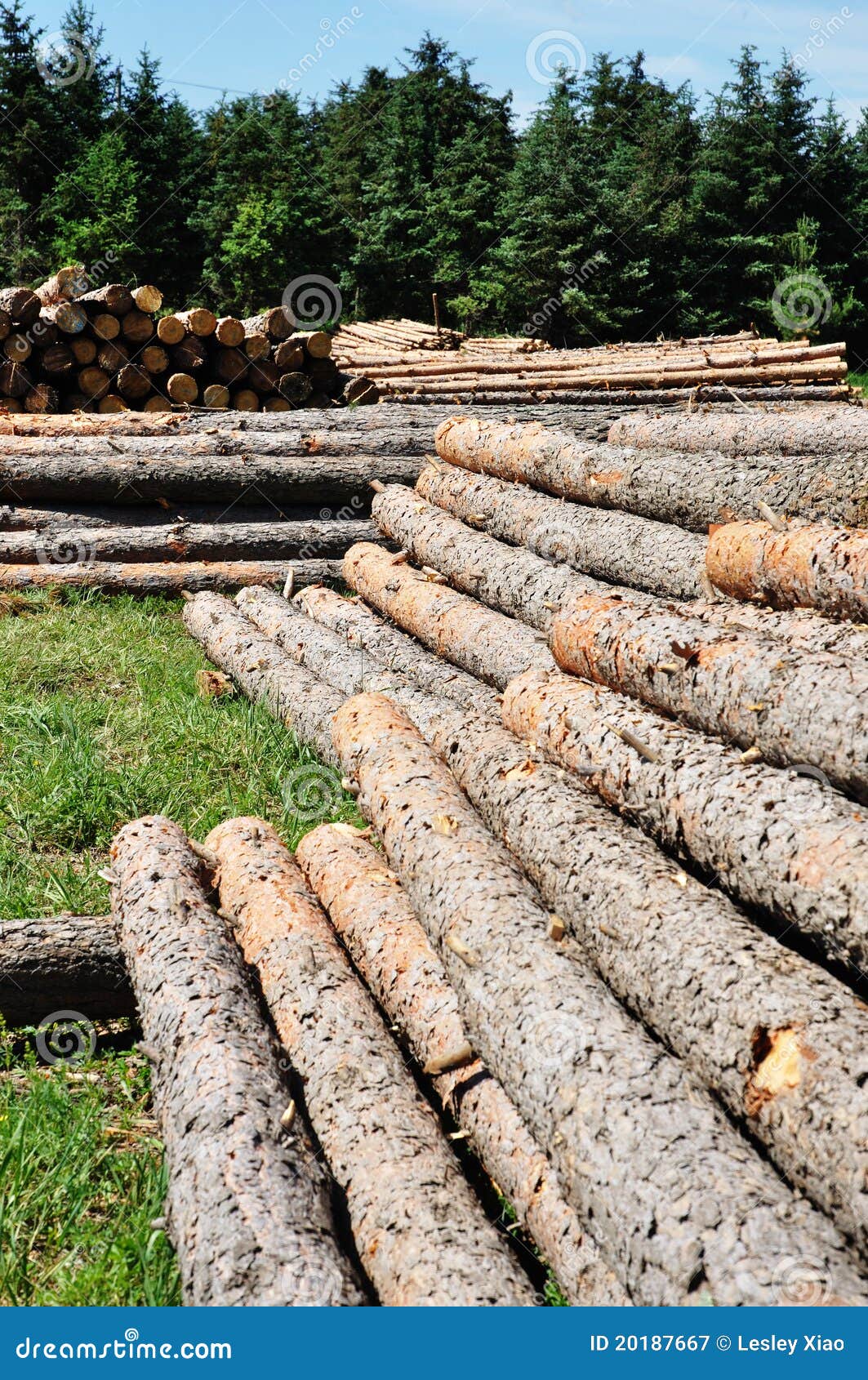 Wood stack stock image. Image of wild, cutting, native - 20187667
