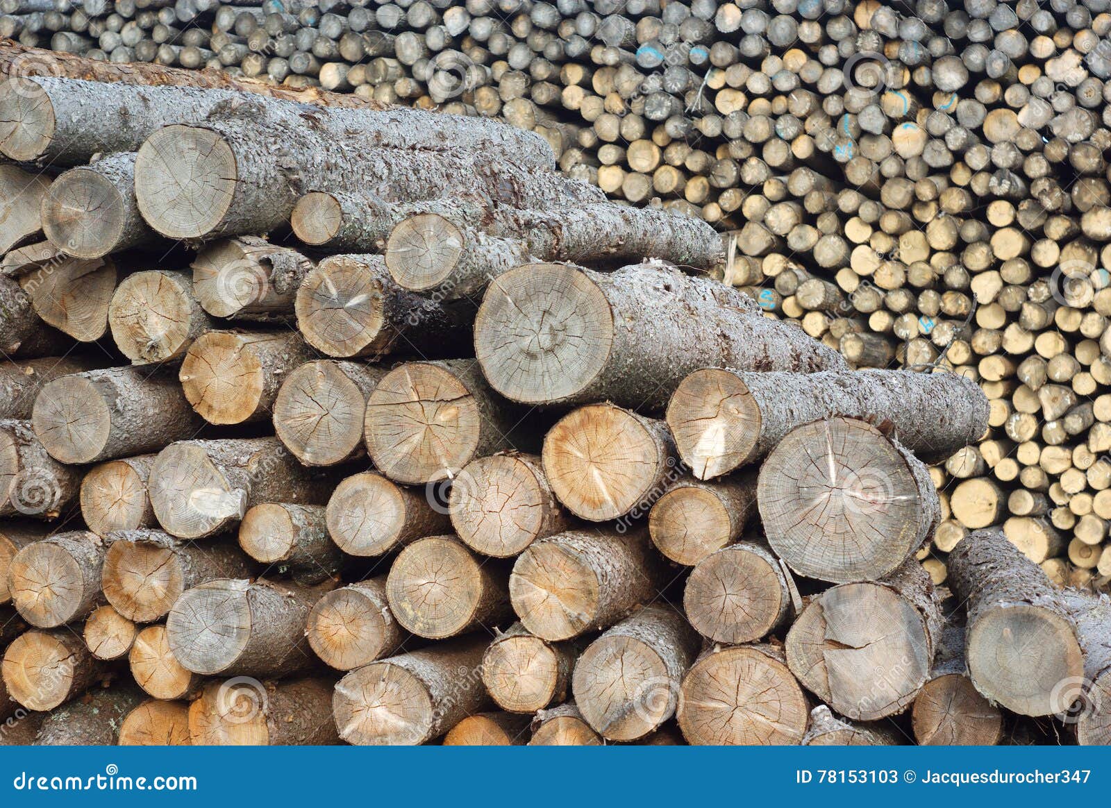 Wood Stack Logs at the Sawmill Yard Stock Image - Image of storage ...