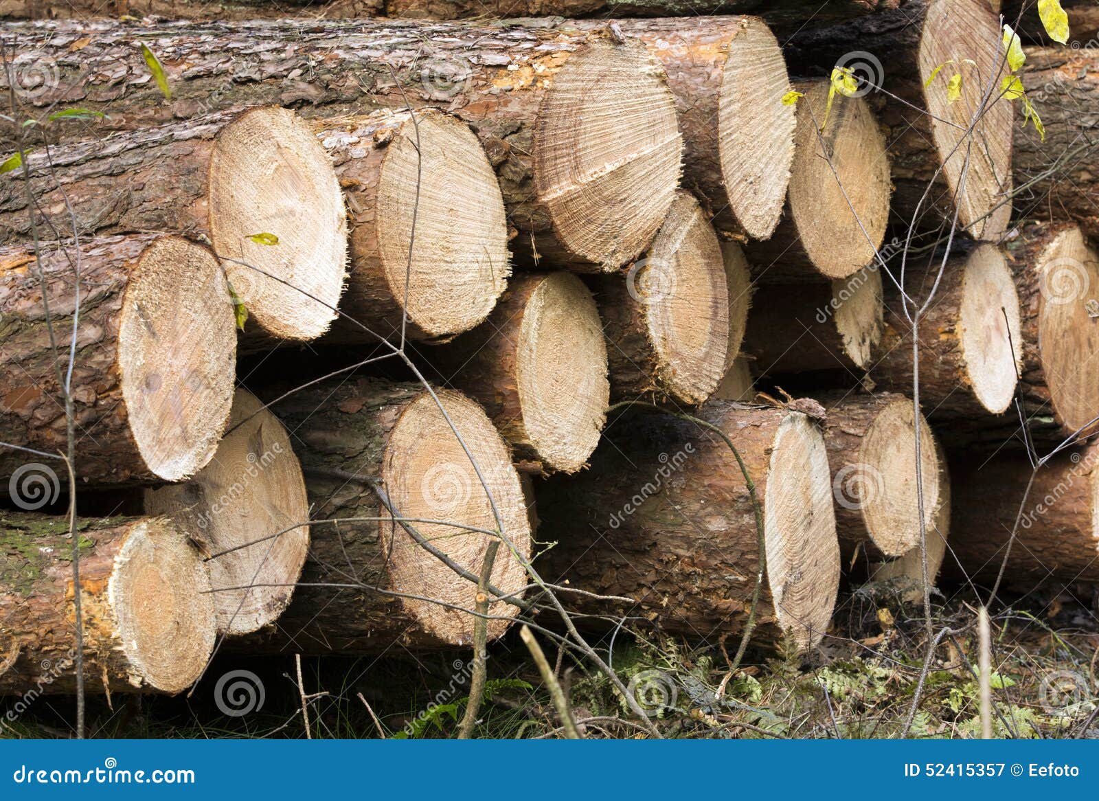 Wood stacked stock image. Image of brown, tree, forest - 52415357