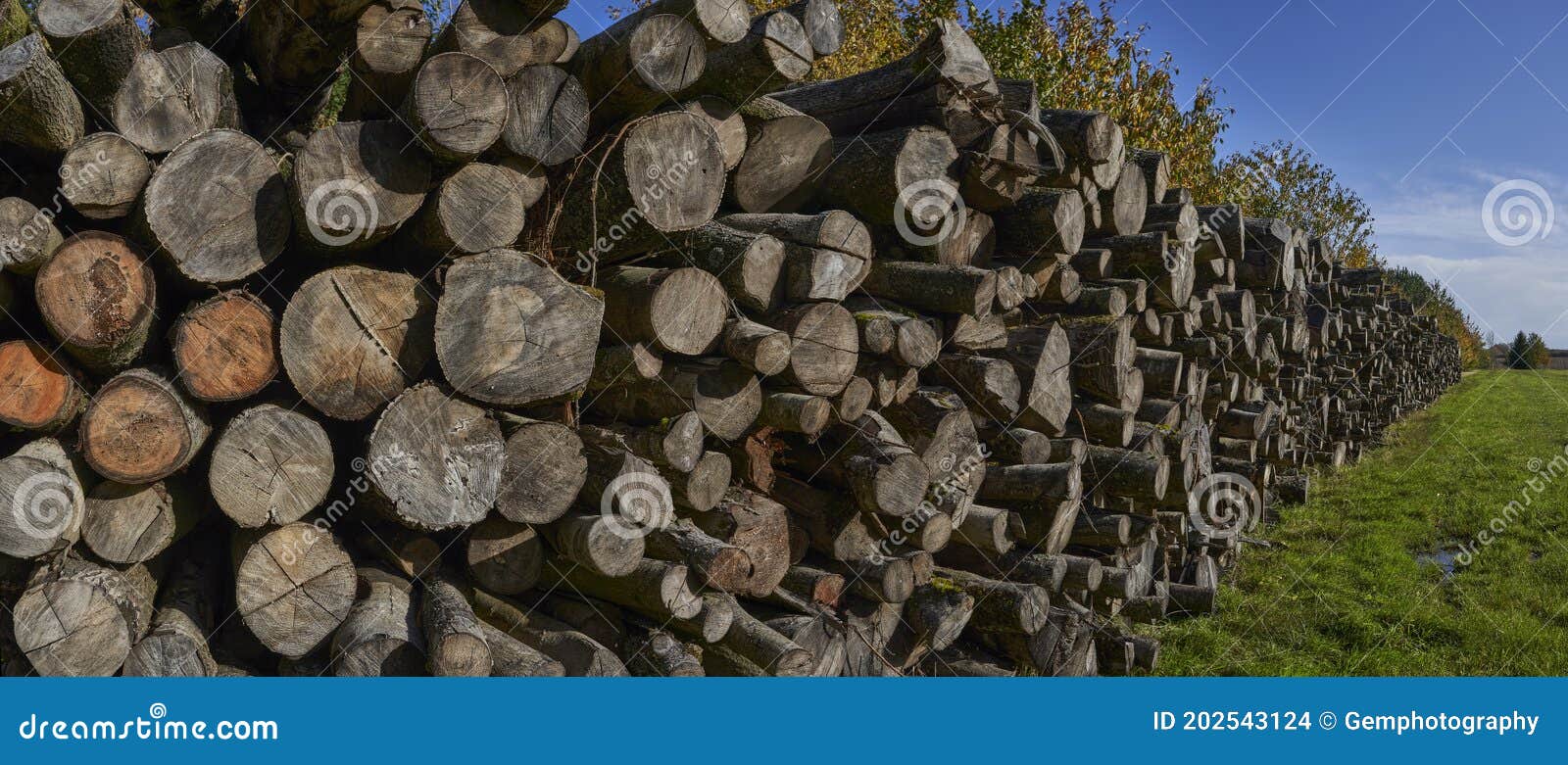 Wood Stacks in field stock photo. Image of industry - 202543124