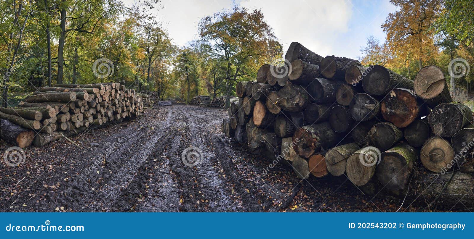 Wood Stacks in forest stock photo. Image of landscape - 202543202