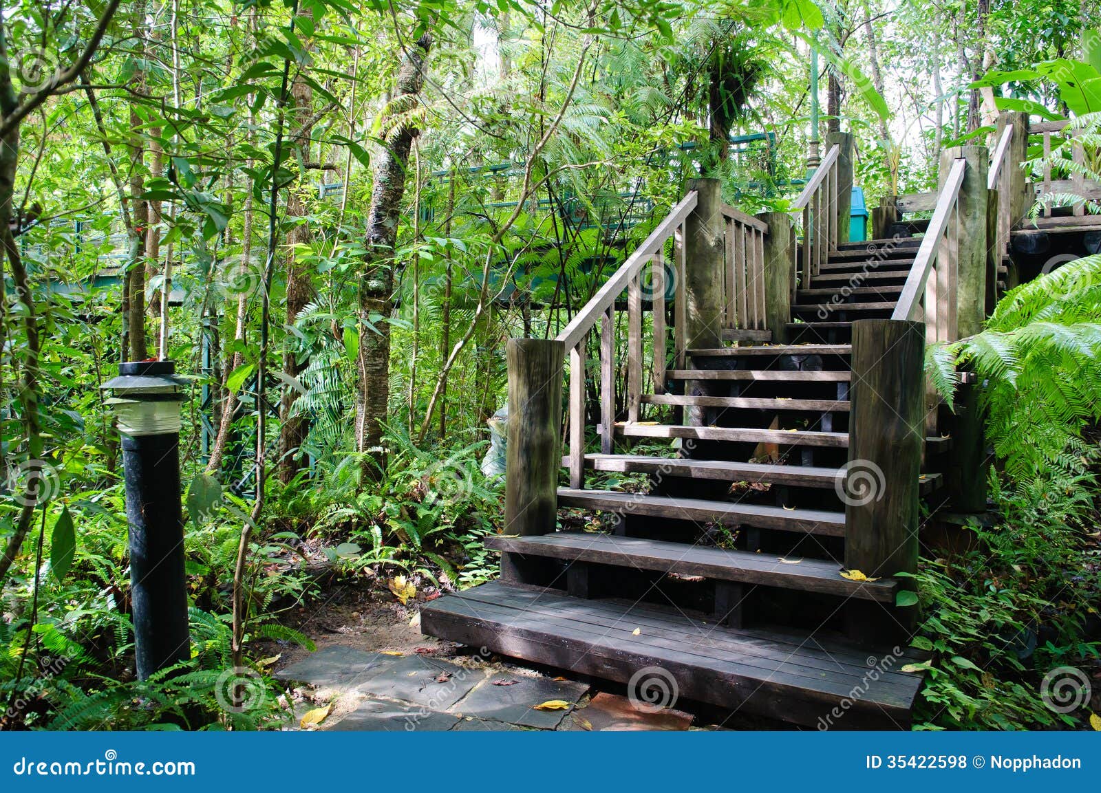 Wood stairs in the forest stock photo. Image of leisure - 35422598